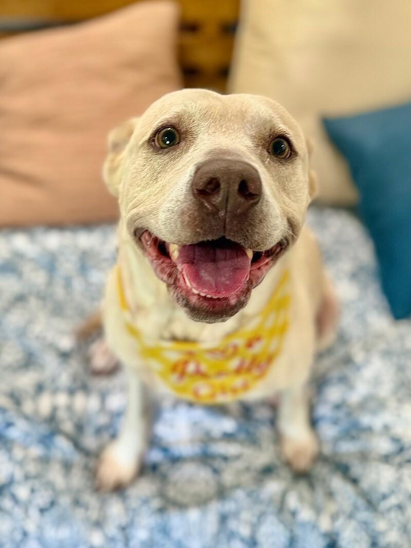 Dog for adoption - Daisy Dog The Happy Lab, a Yellow Labrador Retriever & Pit Bull Terrier Mix ...