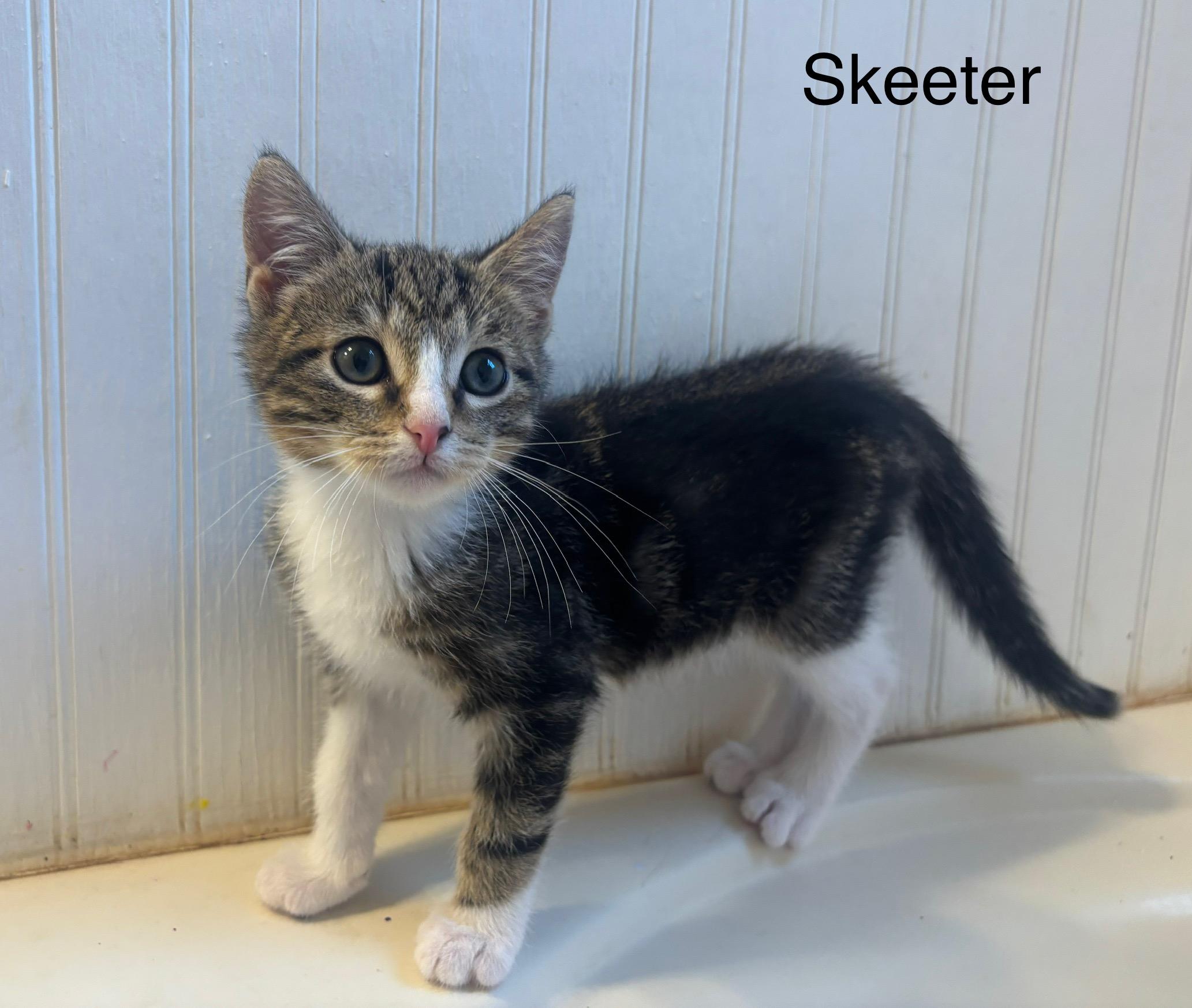 Cat for adoption - Skeeter, a Tabby in Shrewsbury, MA | Petfinder