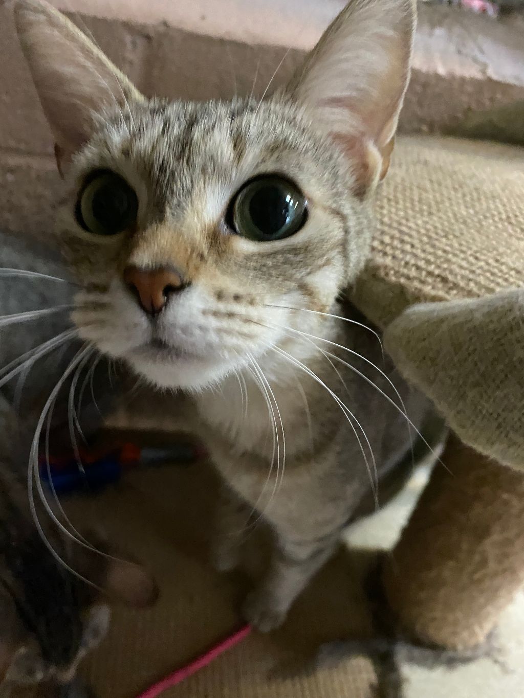 Cat for adoption - April, a Domestic Short Hair & Tabby Mix in Phoenix ...