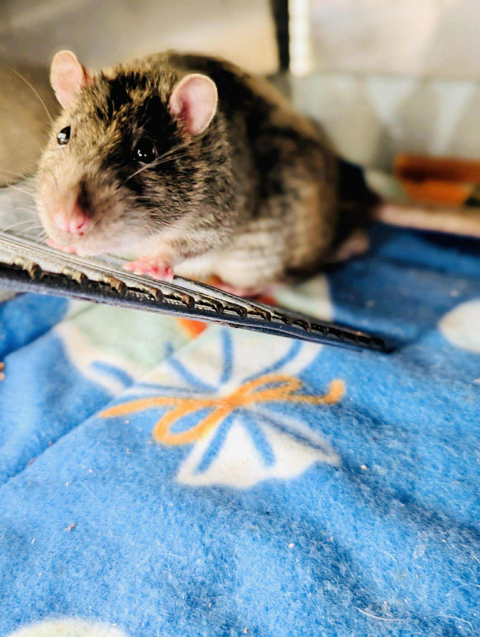 Rat for adoption - Mittens & Crew, a Rat in Norcross, GA | Petfinder