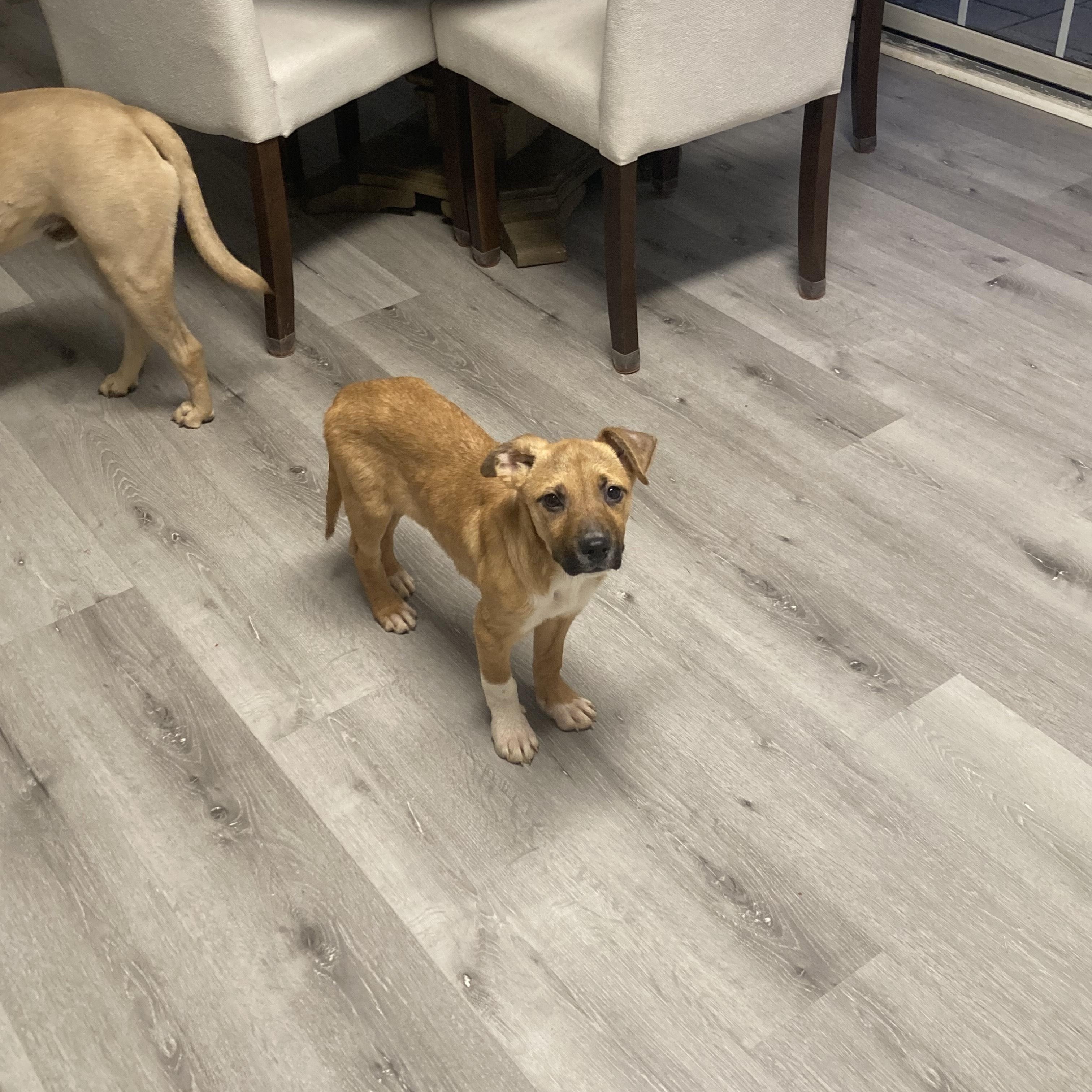 Dog for adoption - Roman, a Hound & Labrador Retriever Mix in Charlotte ...