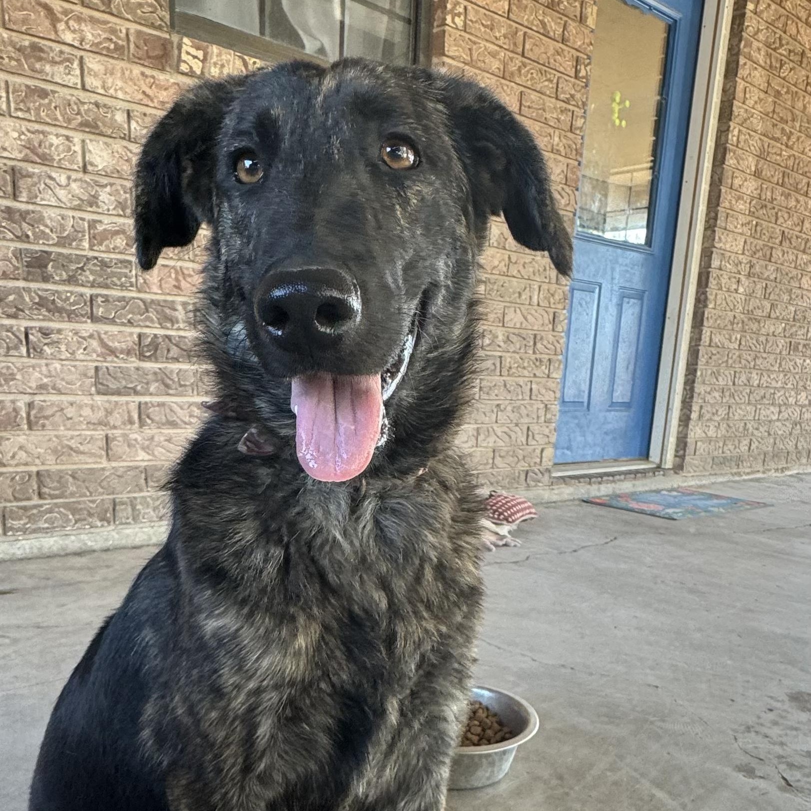 Dog for adoption - Brynn, a Shepherd in Philadelphia, PA | Petfinder