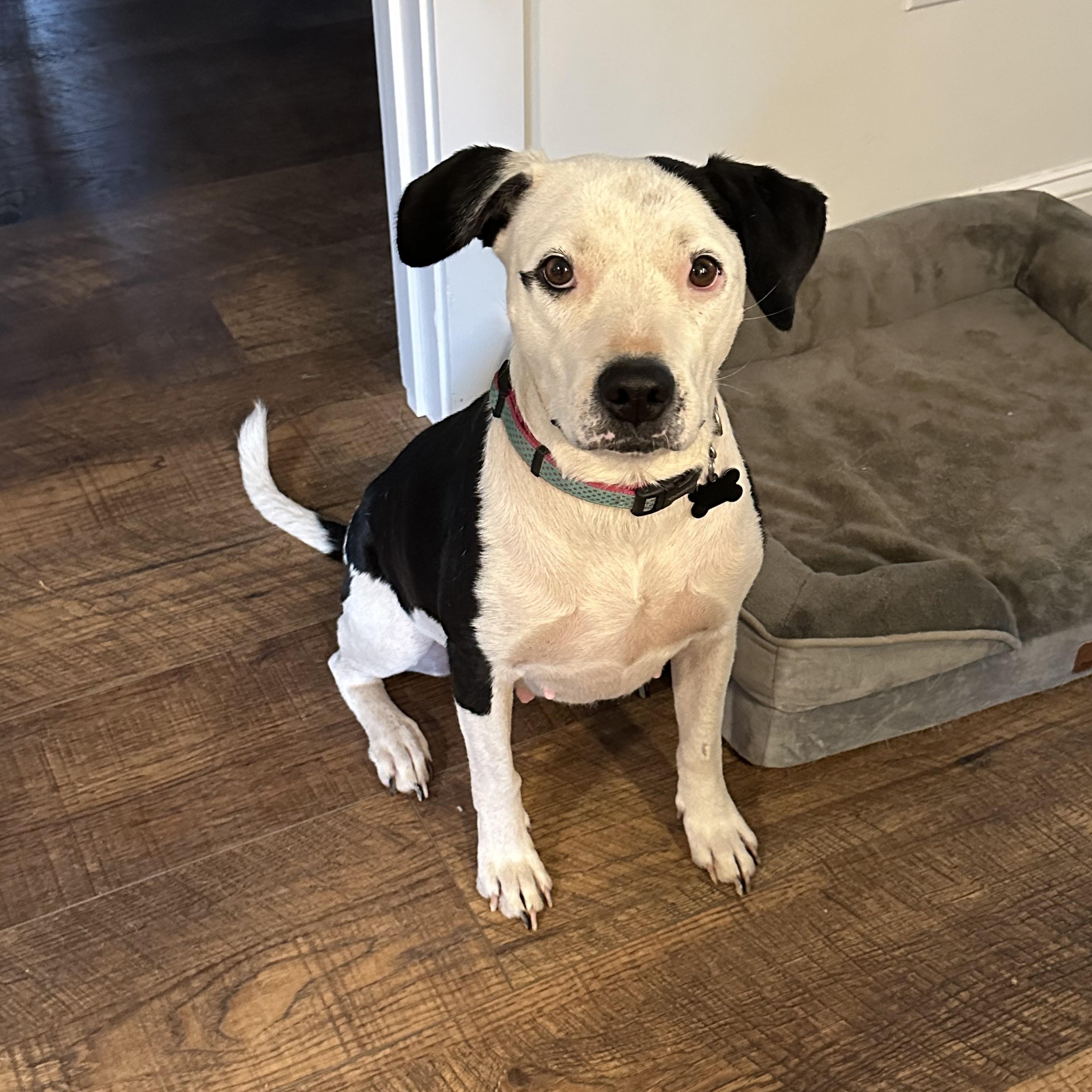 Dog for adoption - Maggie, a Labrador Retriever & American ...