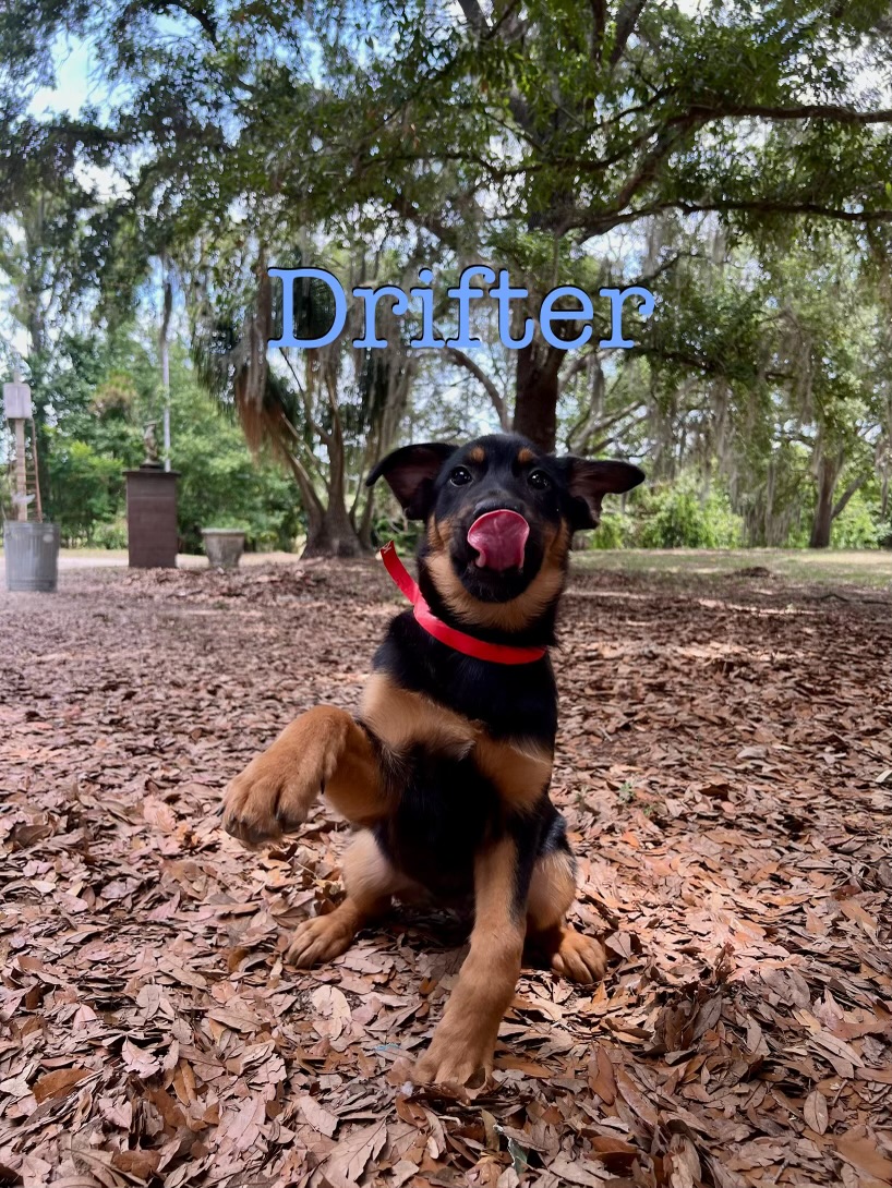 Florida Dog Adoptions | Dogs for Adoption in FL