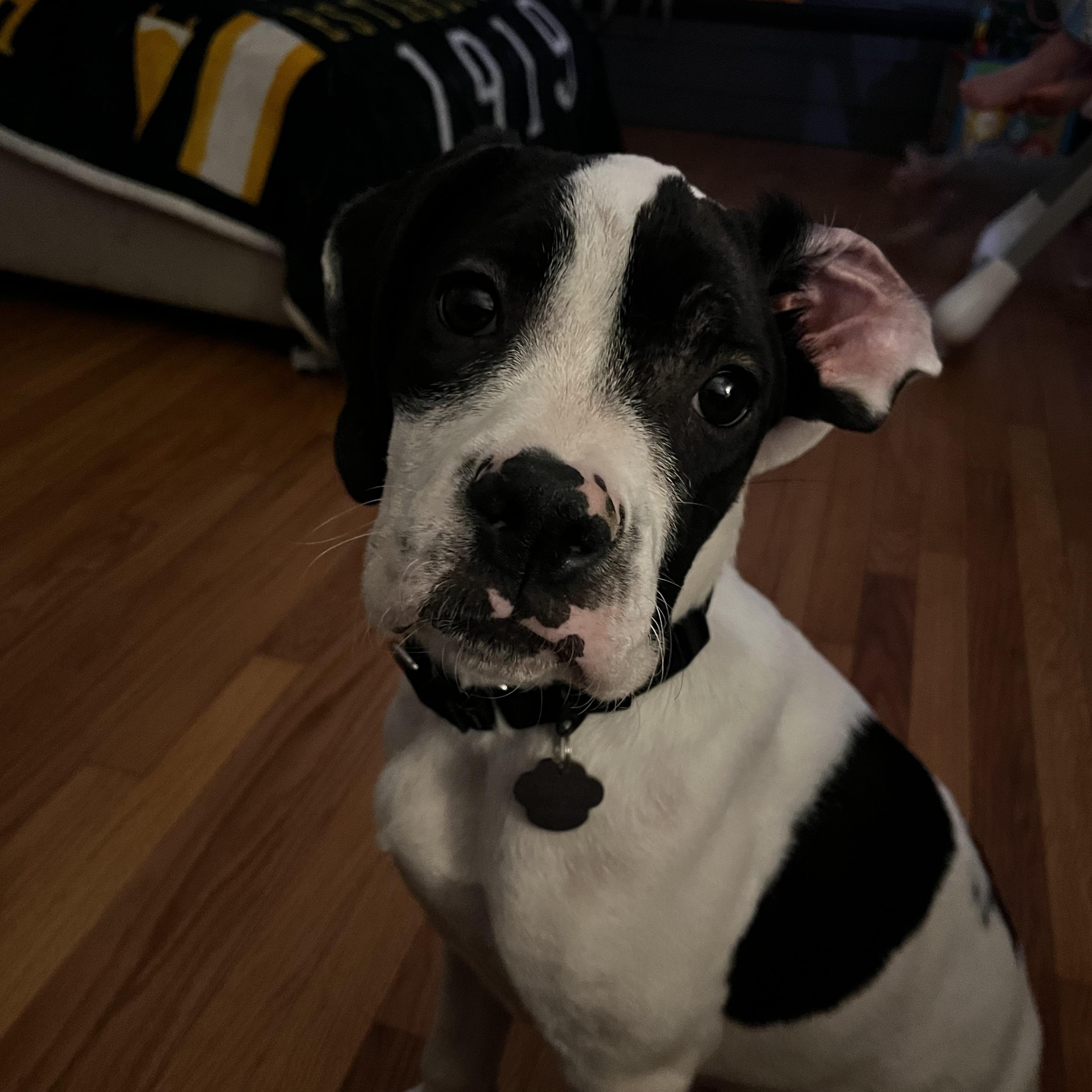 Dog for adoption - Thor, a Boxer Mix in Racine, WI | Petfinder