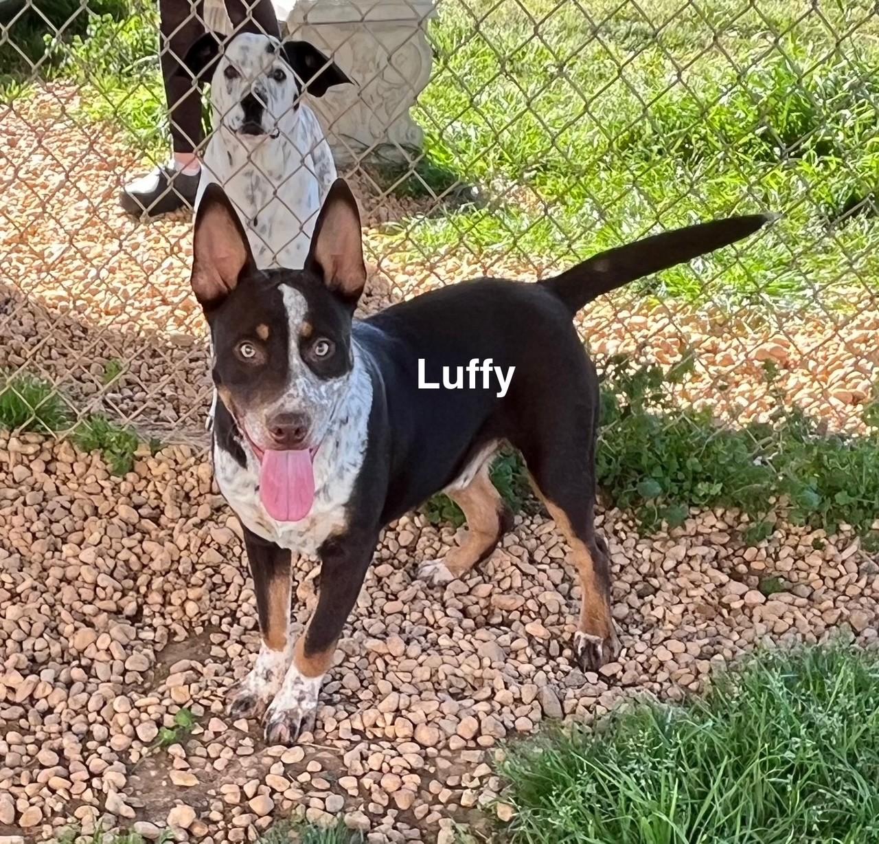 Dog for adoption - Luffy, a Catahoula Leopard Dog Mix in Newberry, SC ...