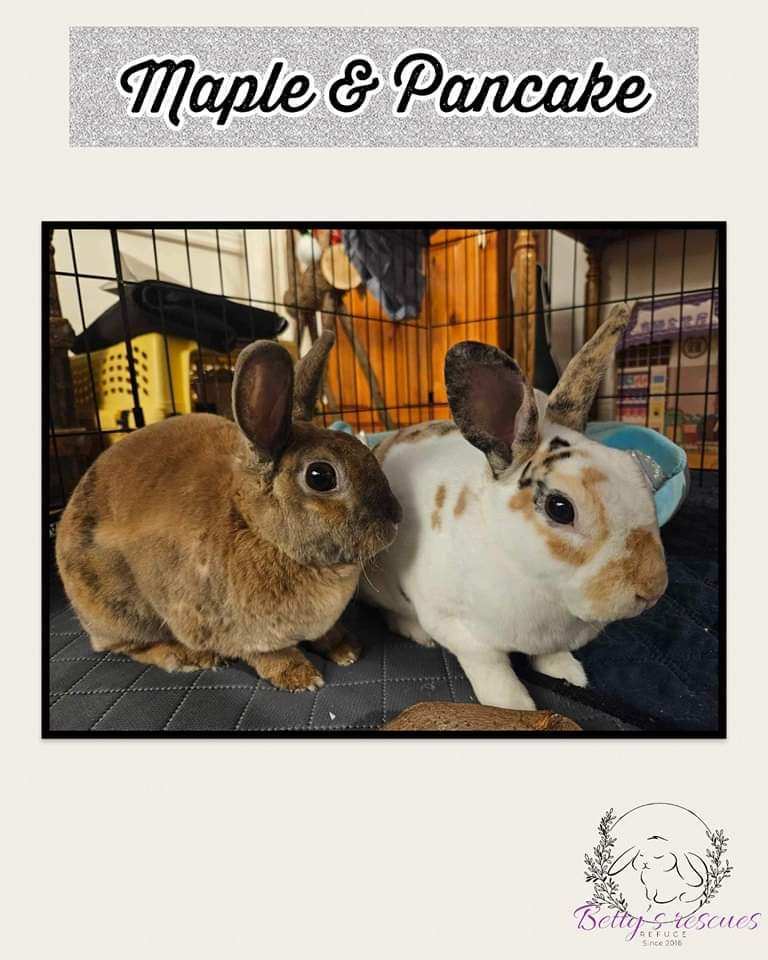 Rabbit for adoption - Maple & Pancake, a Mini Rex in Saint-hyacinthe ...