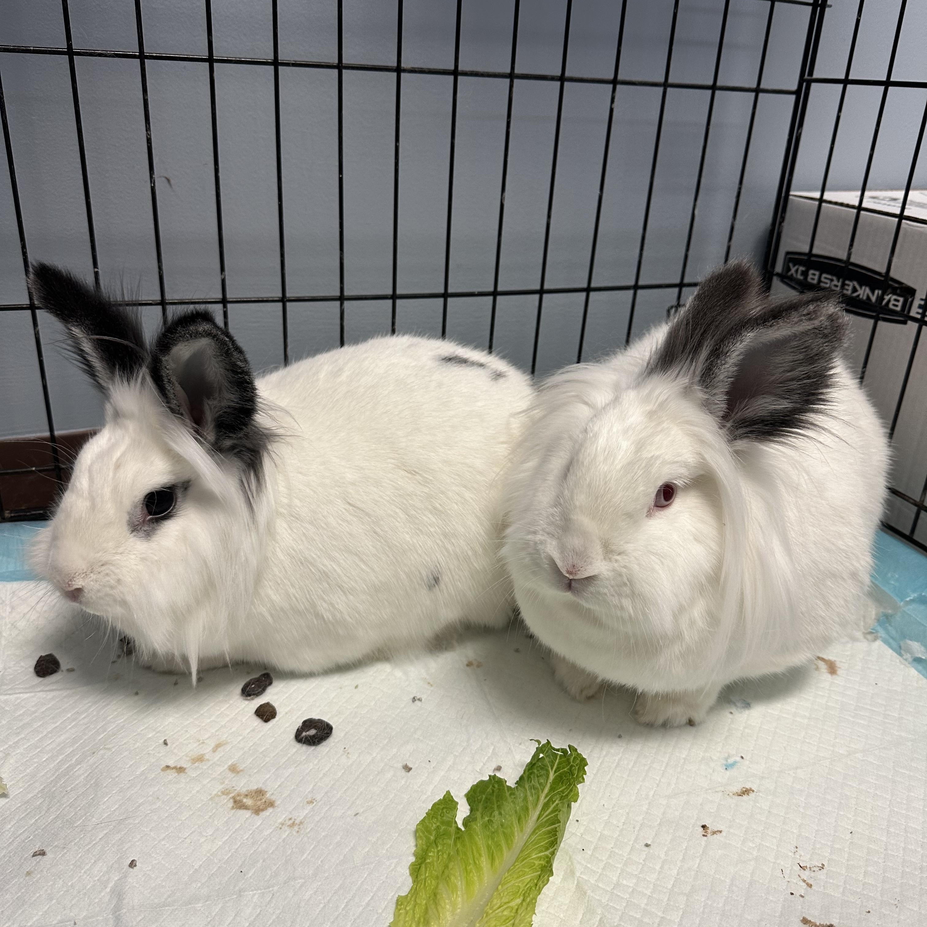 Rabbit for adoption - *Courtesy Post* Elphaba and Moana, a Lionhead Mix ...