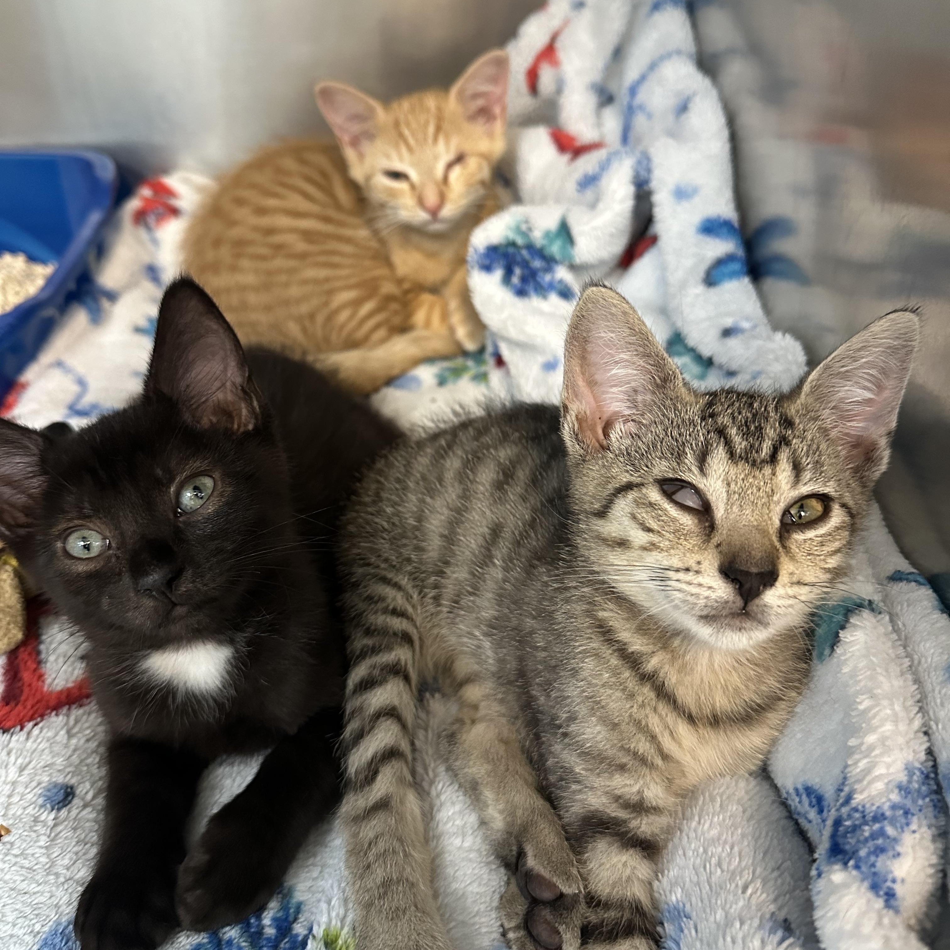 Cat for adoption - Ziggy, Zena & Zeus, a Domestic Short Hair in Clifton ...