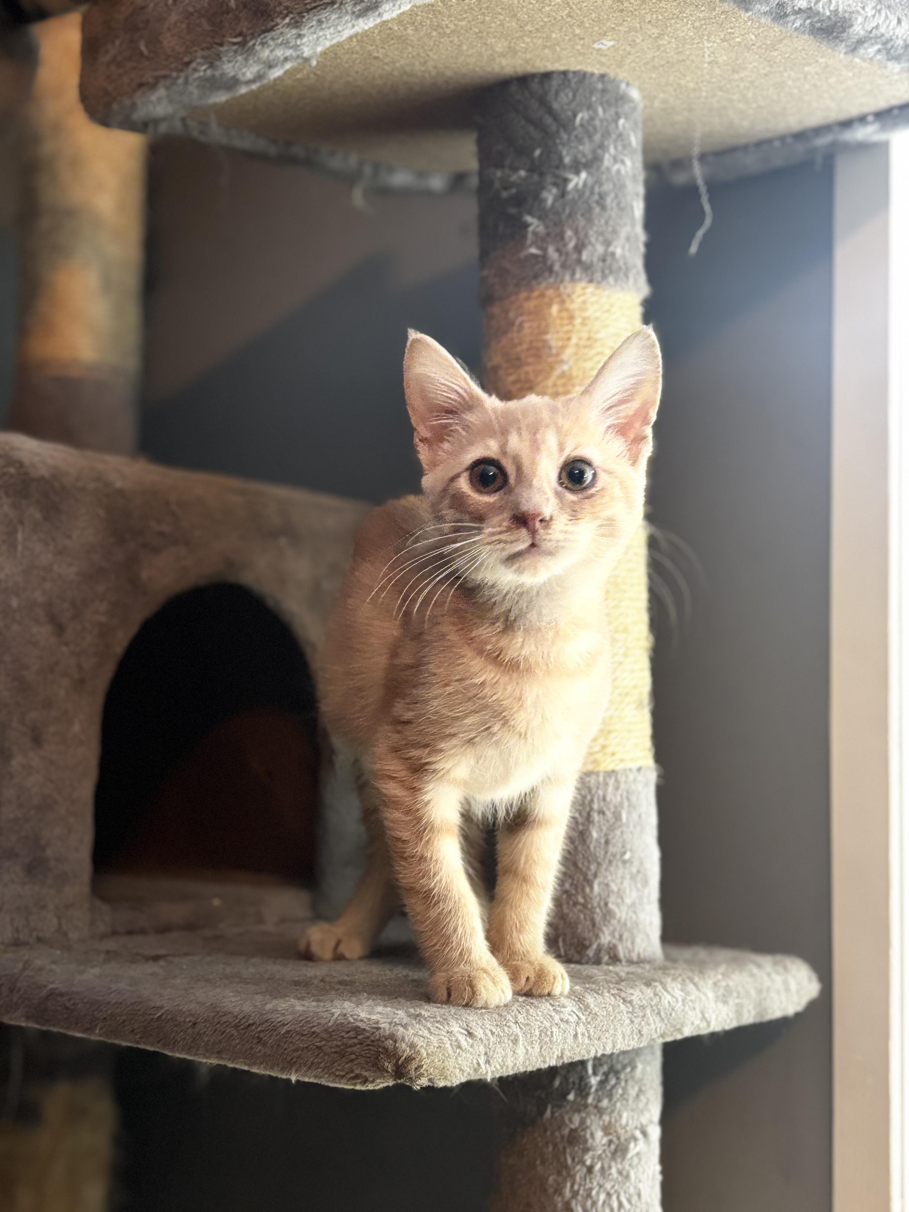 Cat for adoption - Garfield, a Domestic Short Hair in Morgantown, WV ...