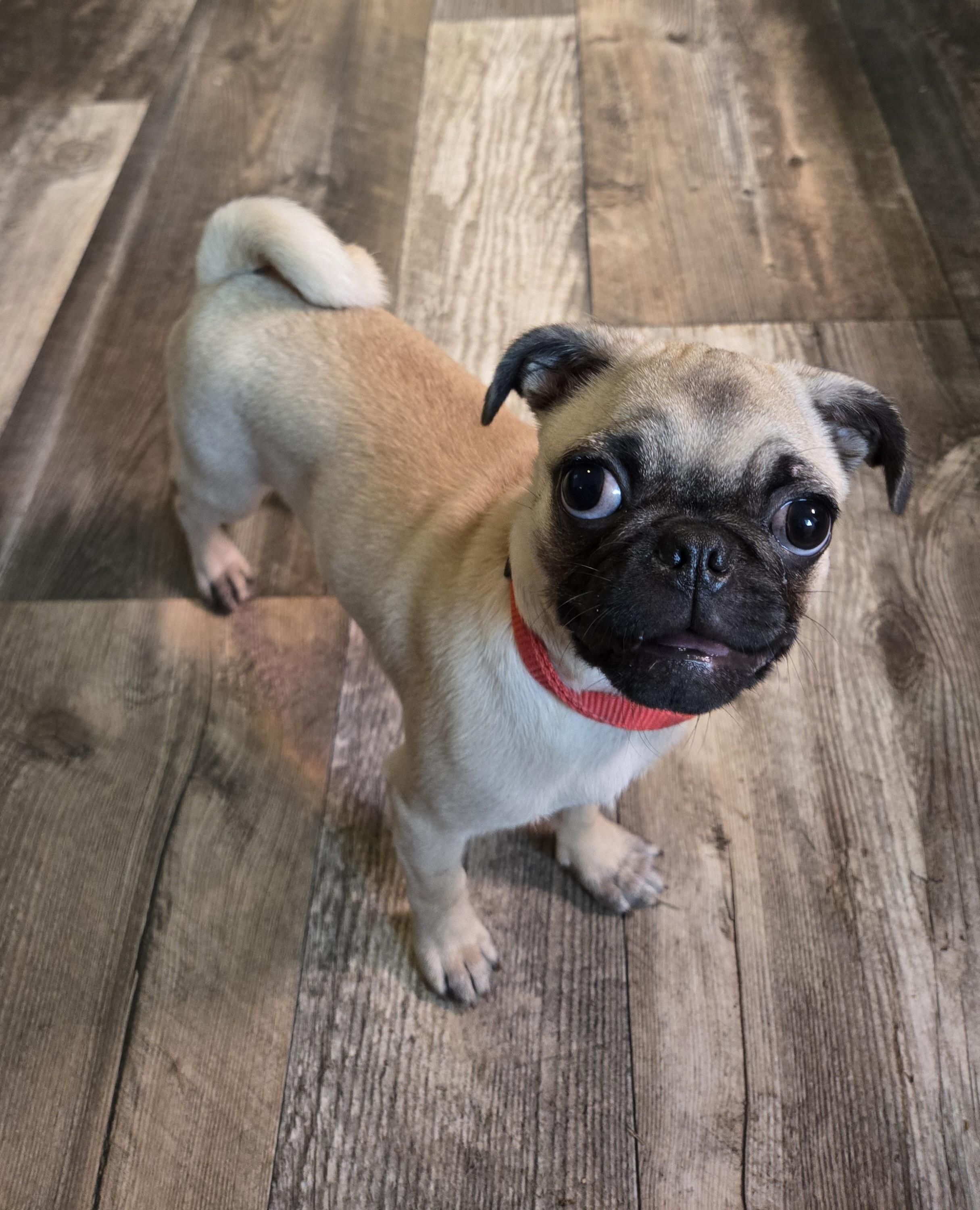 Dog for adoption - Katie Ann, a Pug in Philadelphia , PA | Petfinder