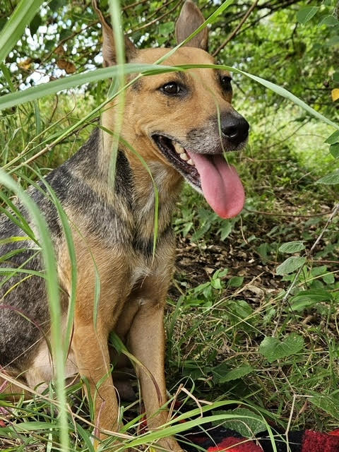 Dog for adoption - Hera, a German Shepherd Dog Mix in Salisbury, MD ...