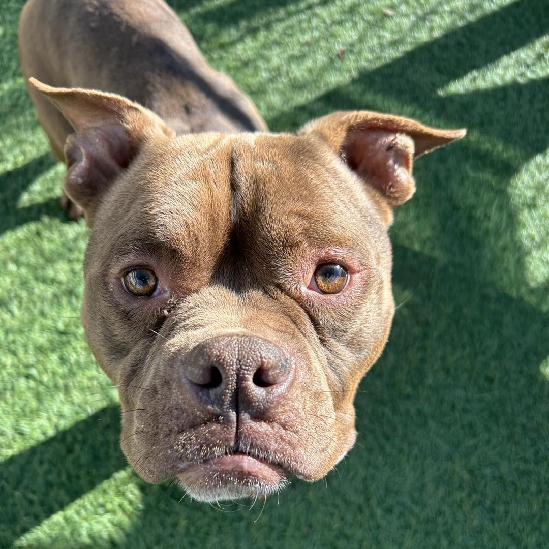 Dog for adoption - Boomer, a Bulldog Mix in Jamaica Plain, MA | Petfinder