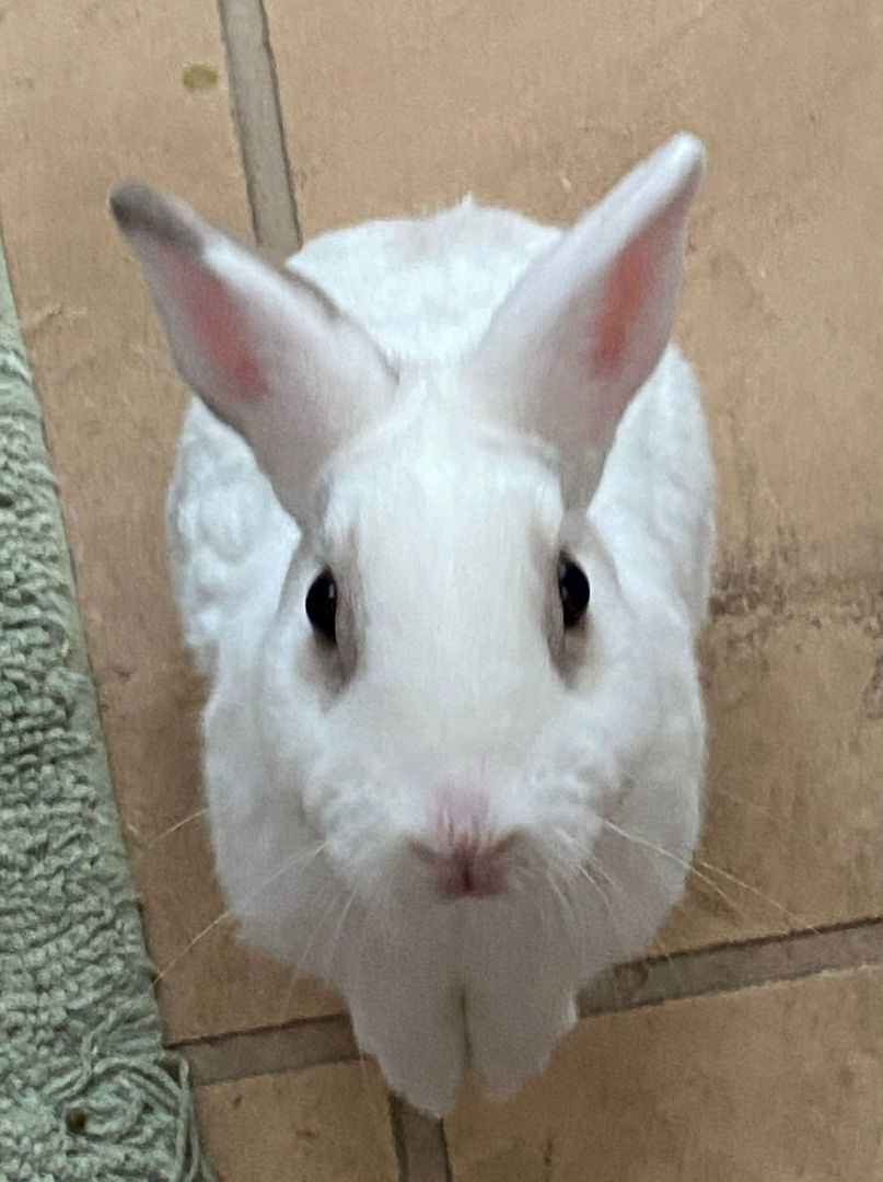 Rabbit for adoption - Croissant, a Bunny Rabbit in Fountain Valley, CA ...
