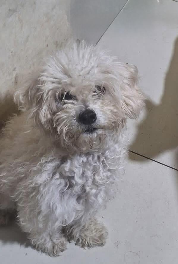 Cookie - Adoptable Pet | Petfinder | Petfinder