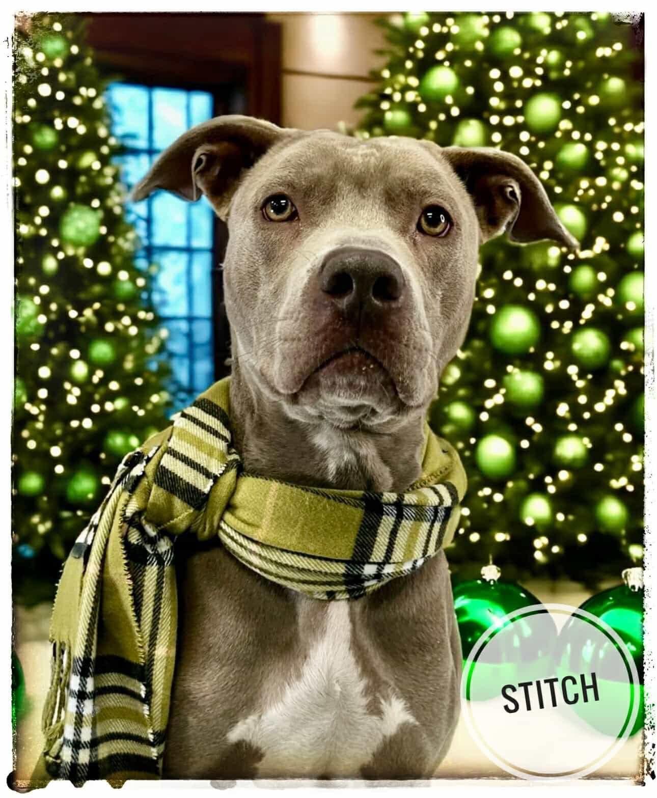 Dog for adoption - Stitch, a Mixed Breed in Flint, MI | Petfinder