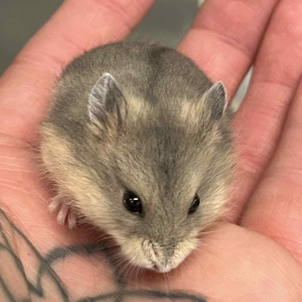 Hamster for adoption - Itty Bitty Benny, a Dwarf Hamster in Onalaska ...