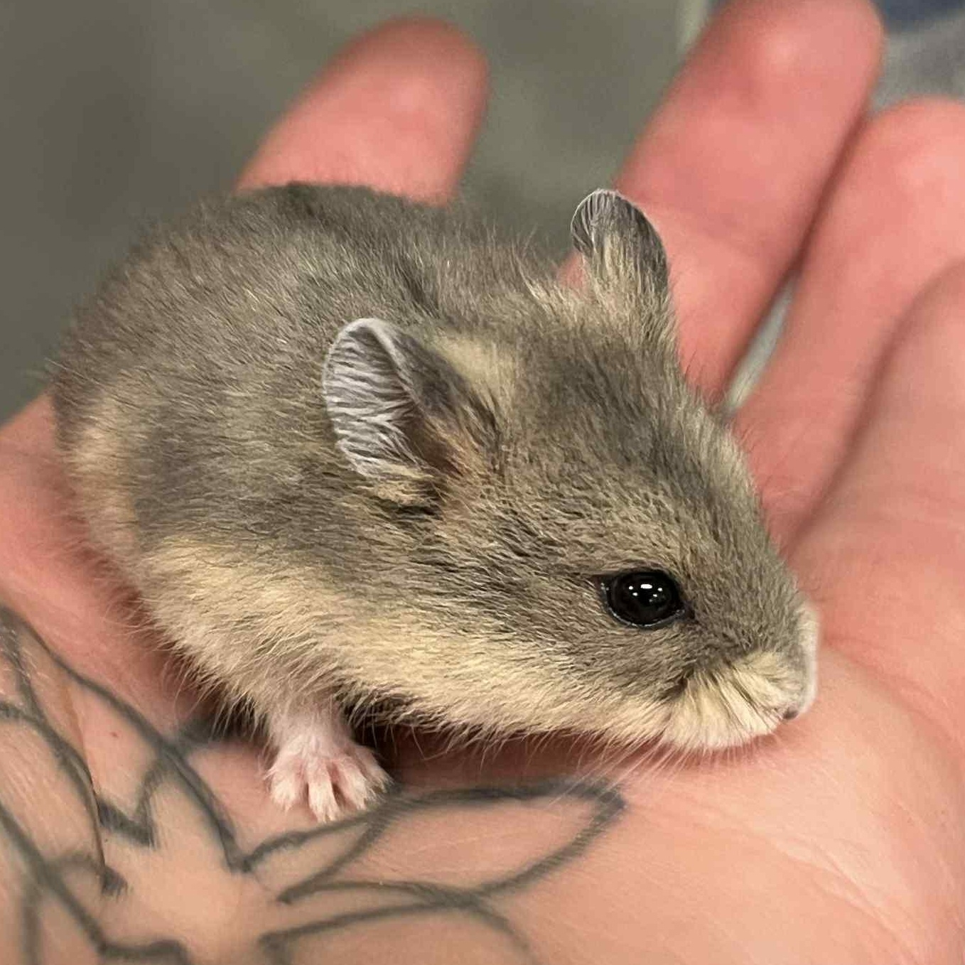 Hamster for adoption - Itty Bitty Benny, a Dwarf Hamster in Onalaska ...