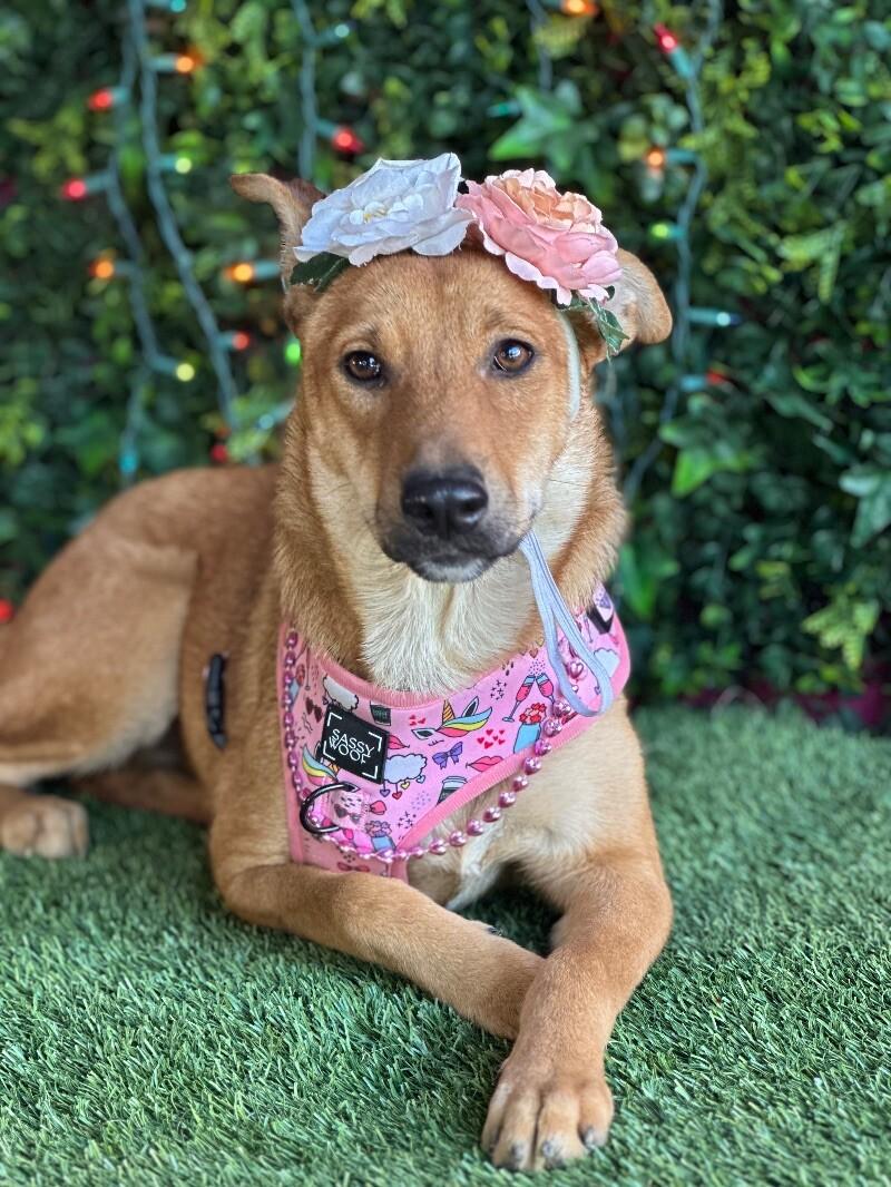 Dog for adoption - Opie, a German Shepherd Dog & Whippet Mix in Las ...