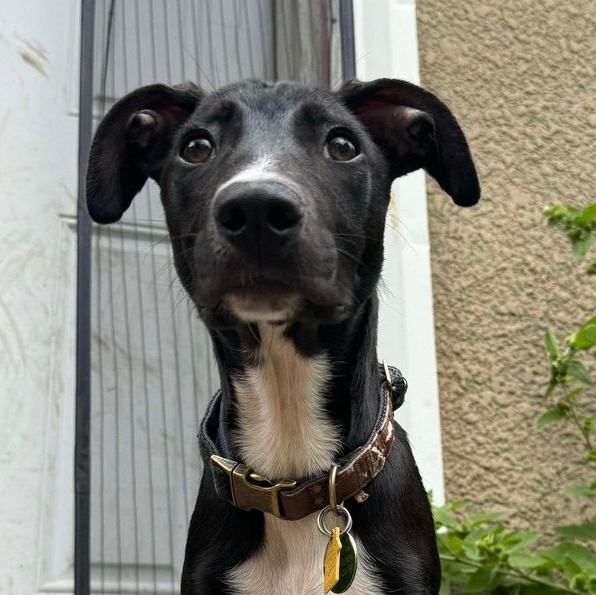 Dog for adoption - Skah (Sandy), a Border Collie & Pit Bull Terrier Mix ...