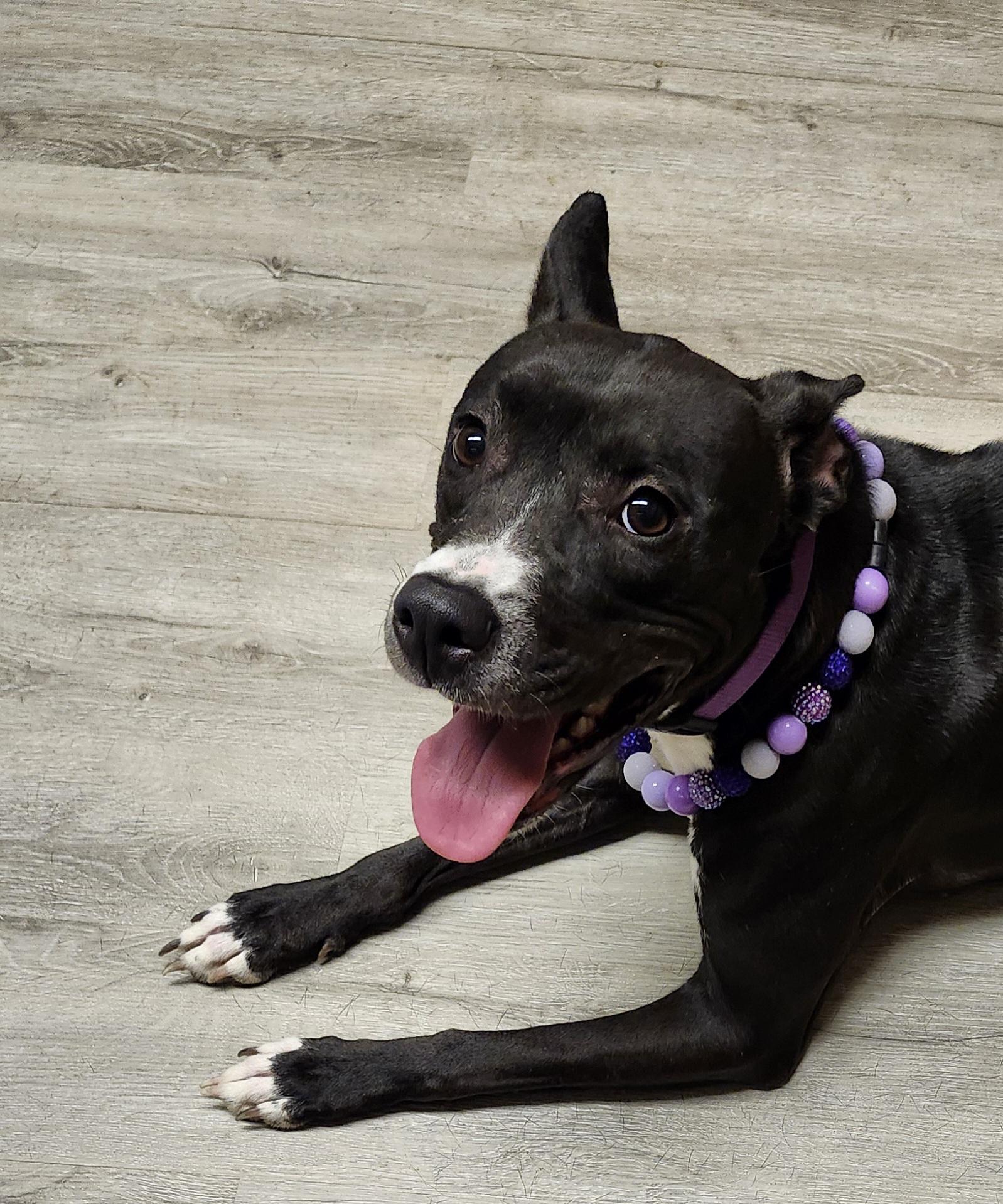 Dog for adoption - Turquoise, a Pit Bull Terrier Mix in Mansfield, OH ...