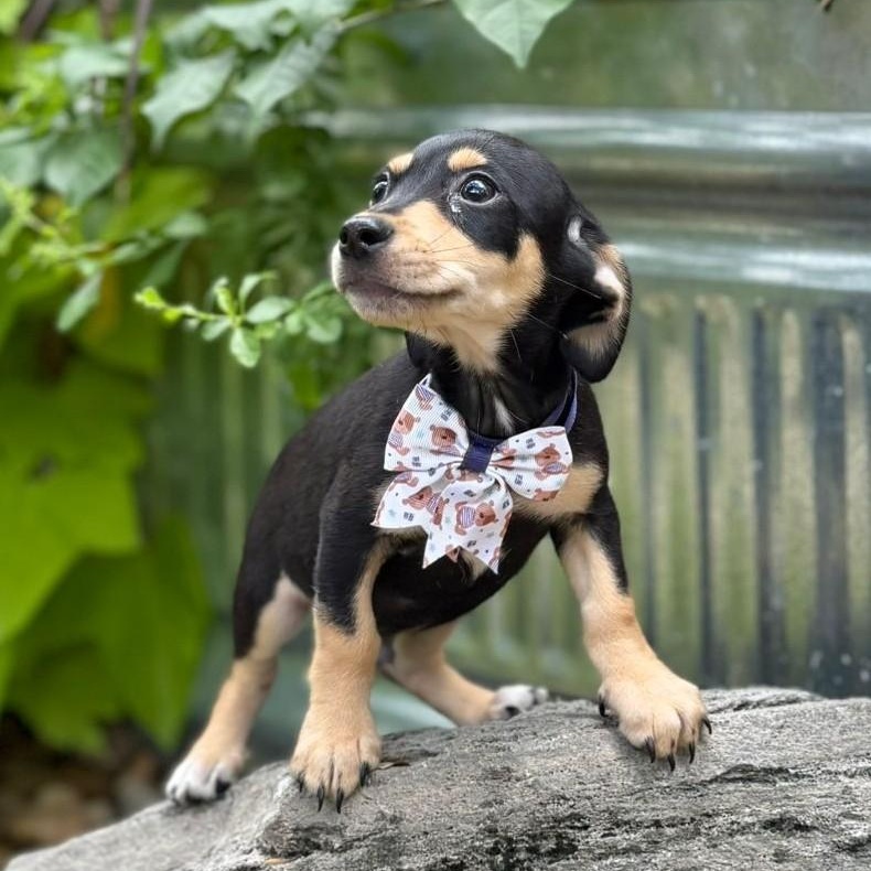 Dog for adoption - Mo, a Chihuahua Mix in Southport, CT | Petfinder