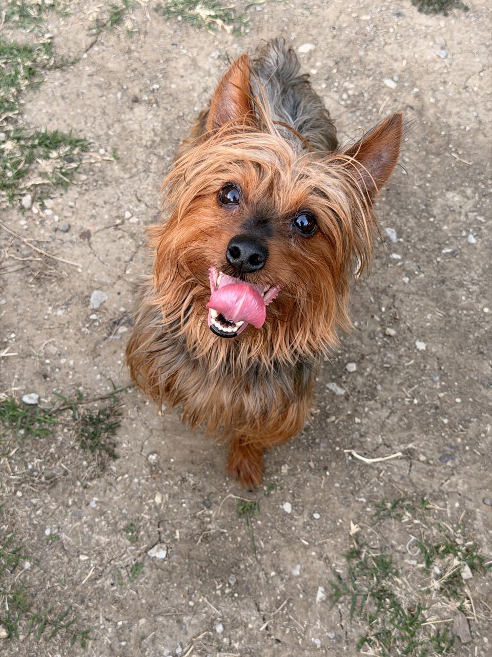 Rooster - Adoptable Pet | Petfinder | Petfinder