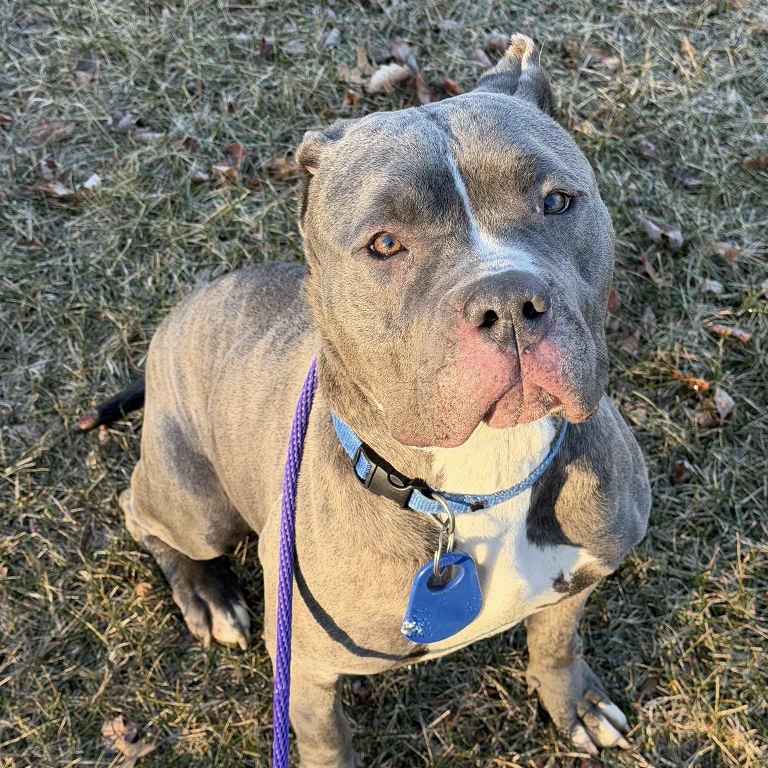 Athena (ID 49846/59) - Adoptable Pet | Petfinder | Petfinder