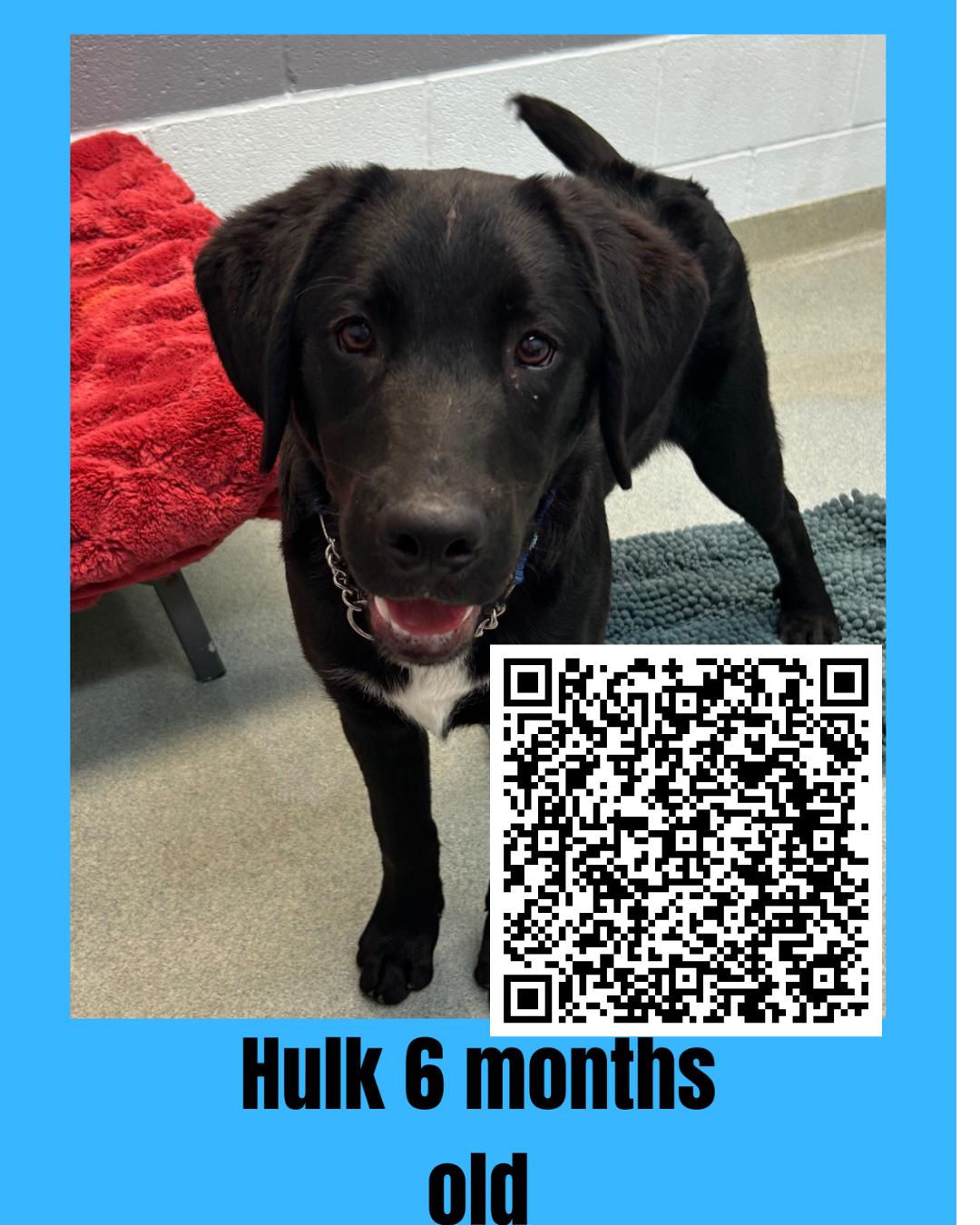 Available Pets - Portage Animal Protective League