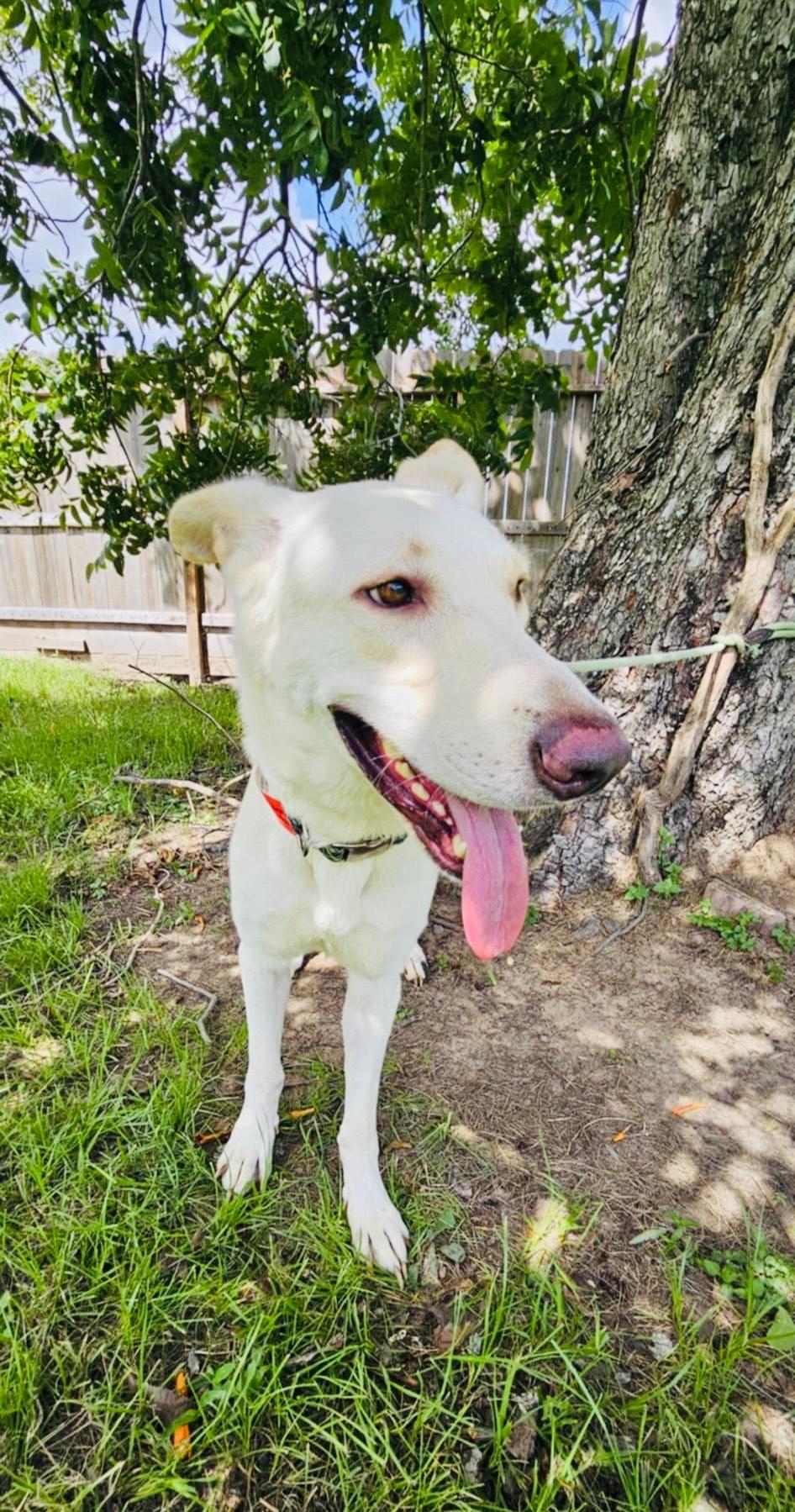 Dog for adoption - Snow Shepherd, a Shepherd in Bellingham, WA | Petfinder