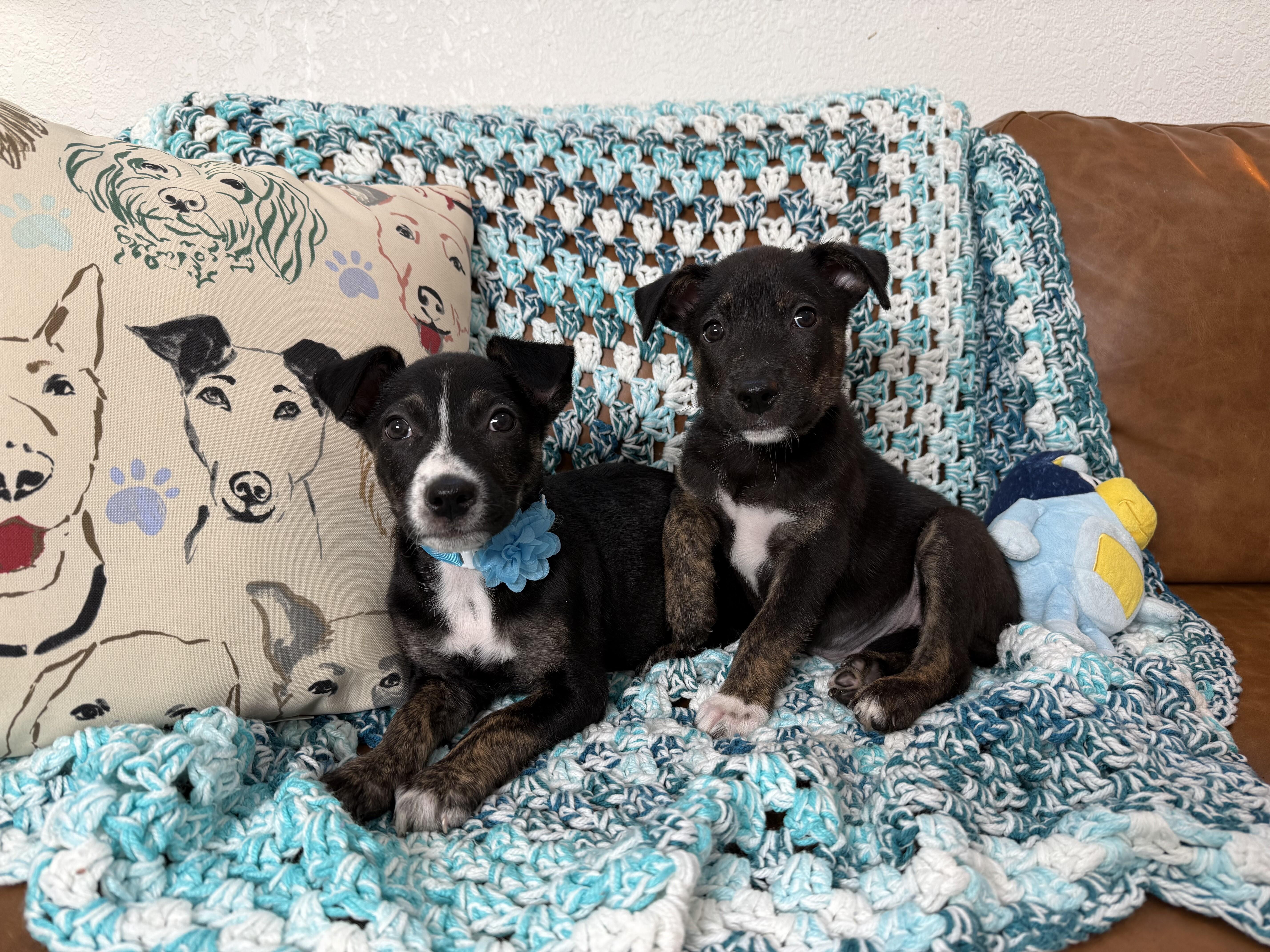 Dog for adoption - Smurfette Smurf, a Pit Bull Terrier & American ...