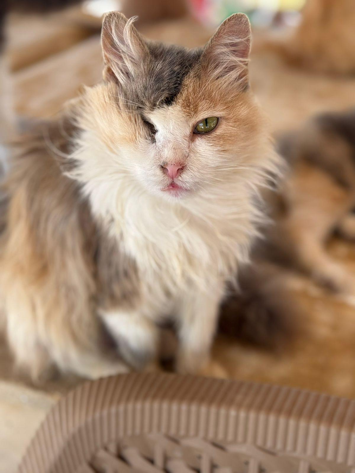 Cat for adoption - ALIA, a Turkish Angora & Calico Mix in Newmarket, ON ...