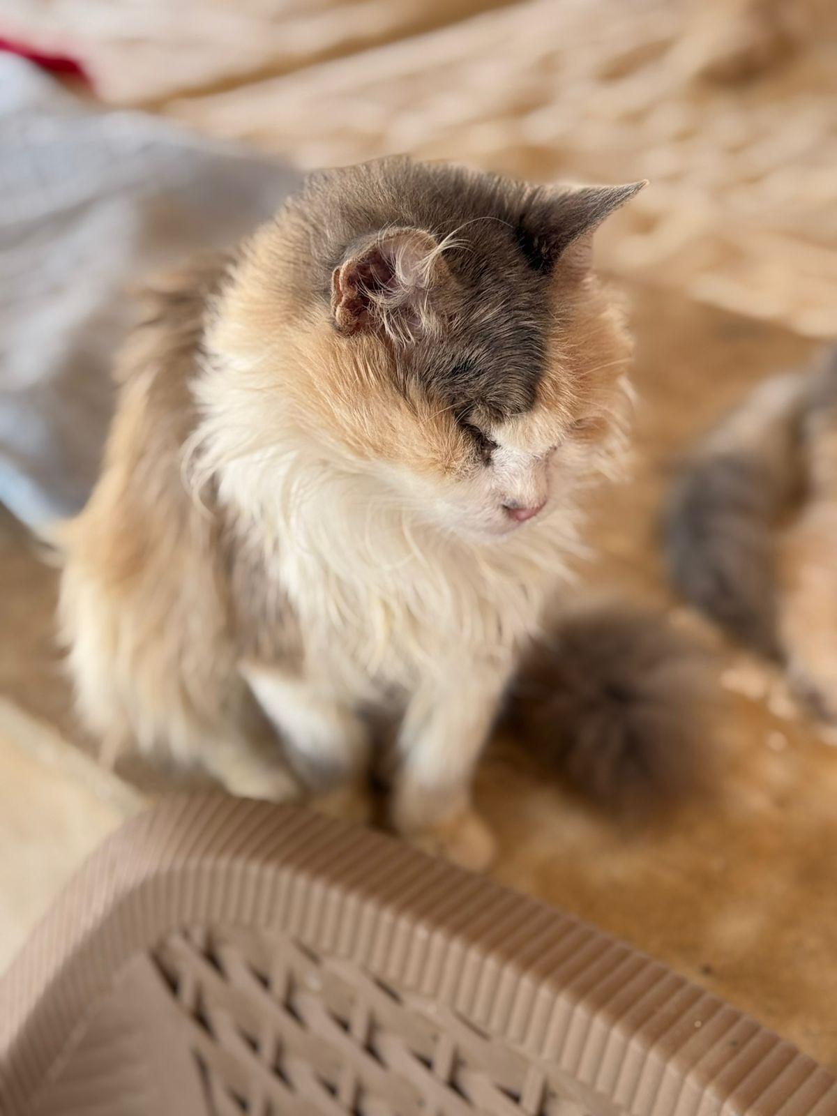 Cat for adoption - ALIA, a Turkish Angora & Calico Mix in Newmarket, ON ...