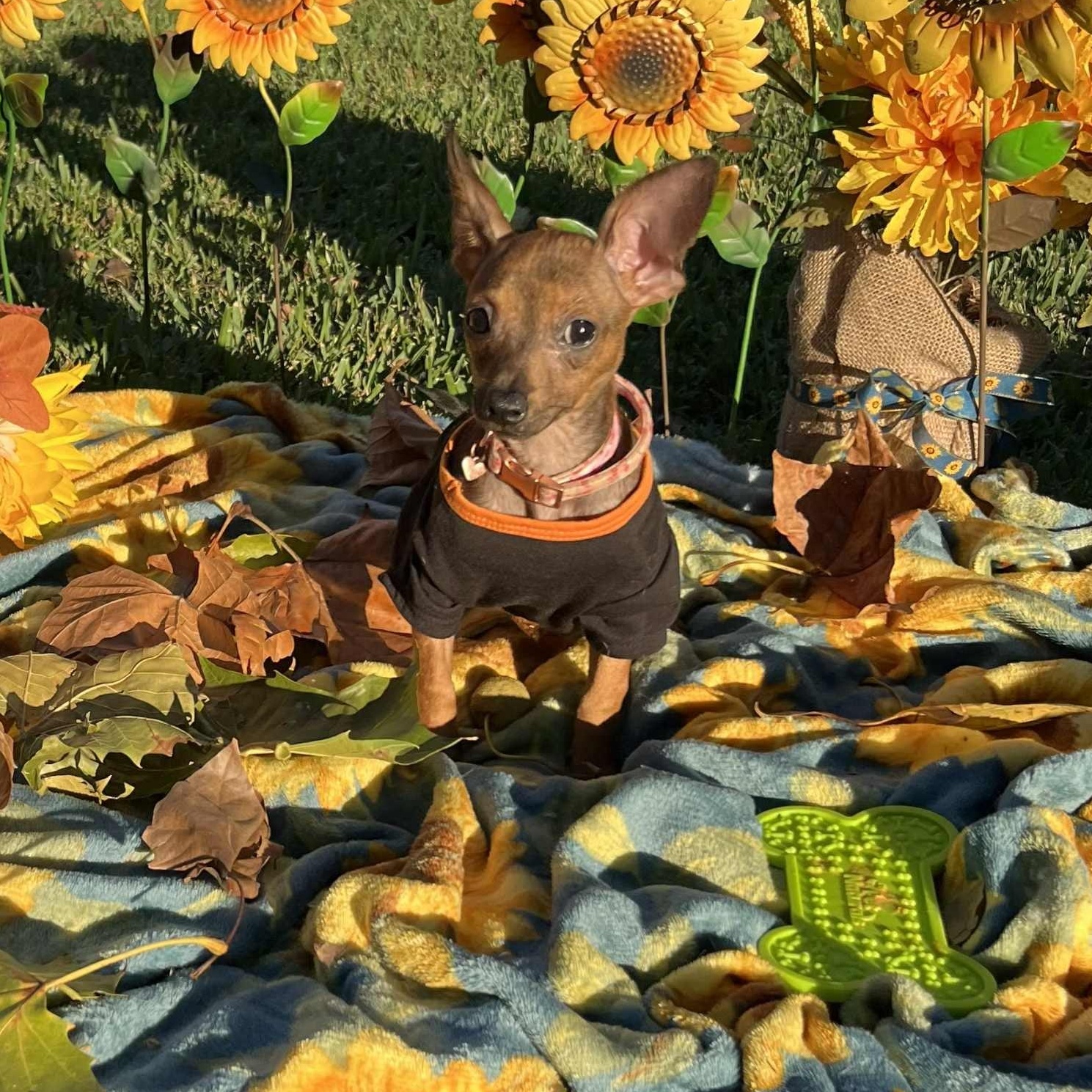 Dog for adoption - Daisy, a Rat Terrier Mix in Willowbrook, IL | Petfinder