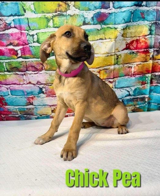 Dog for adoption - Chick Pea, a Black Mouth Cur Mix in Old Bridge, NJ ...
