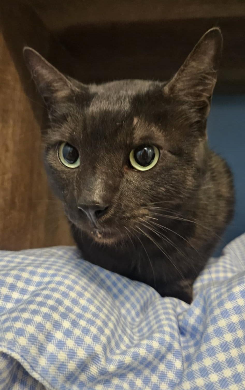 Cat for adoption - Croppy, a Domestic Short Hair Mix in Carsonville, MI ...