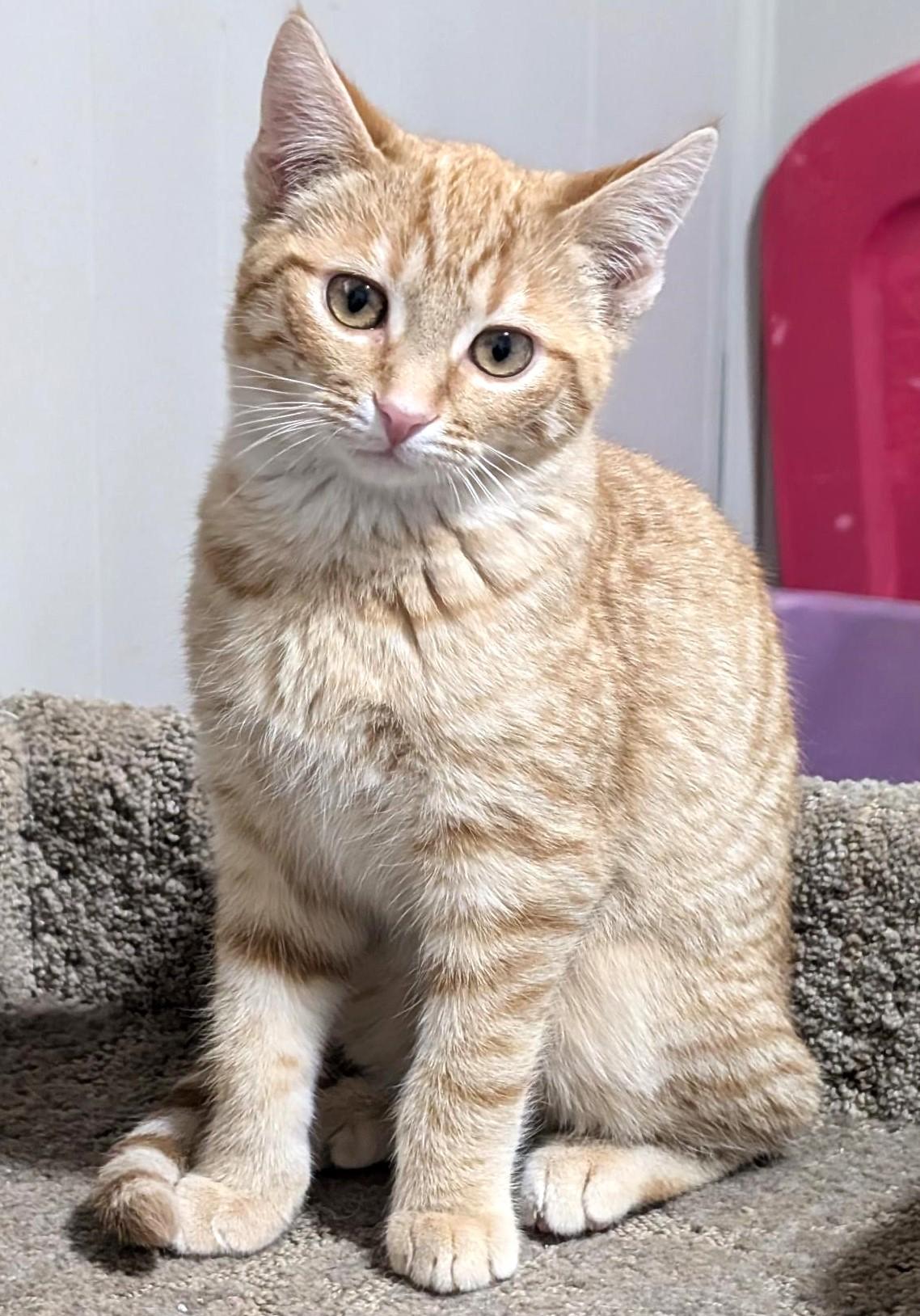 Cat for adoption - Timmy, a Tabby in Stoney Creek, ON | Petfinder