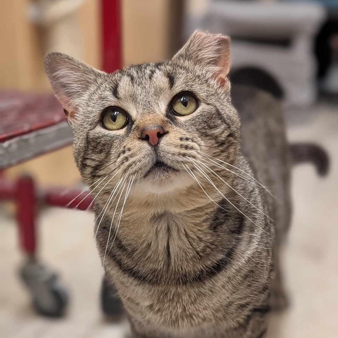 Cat for adoption - Ned, a Domestic Short Hair in Sewell, NJ | Petfinder