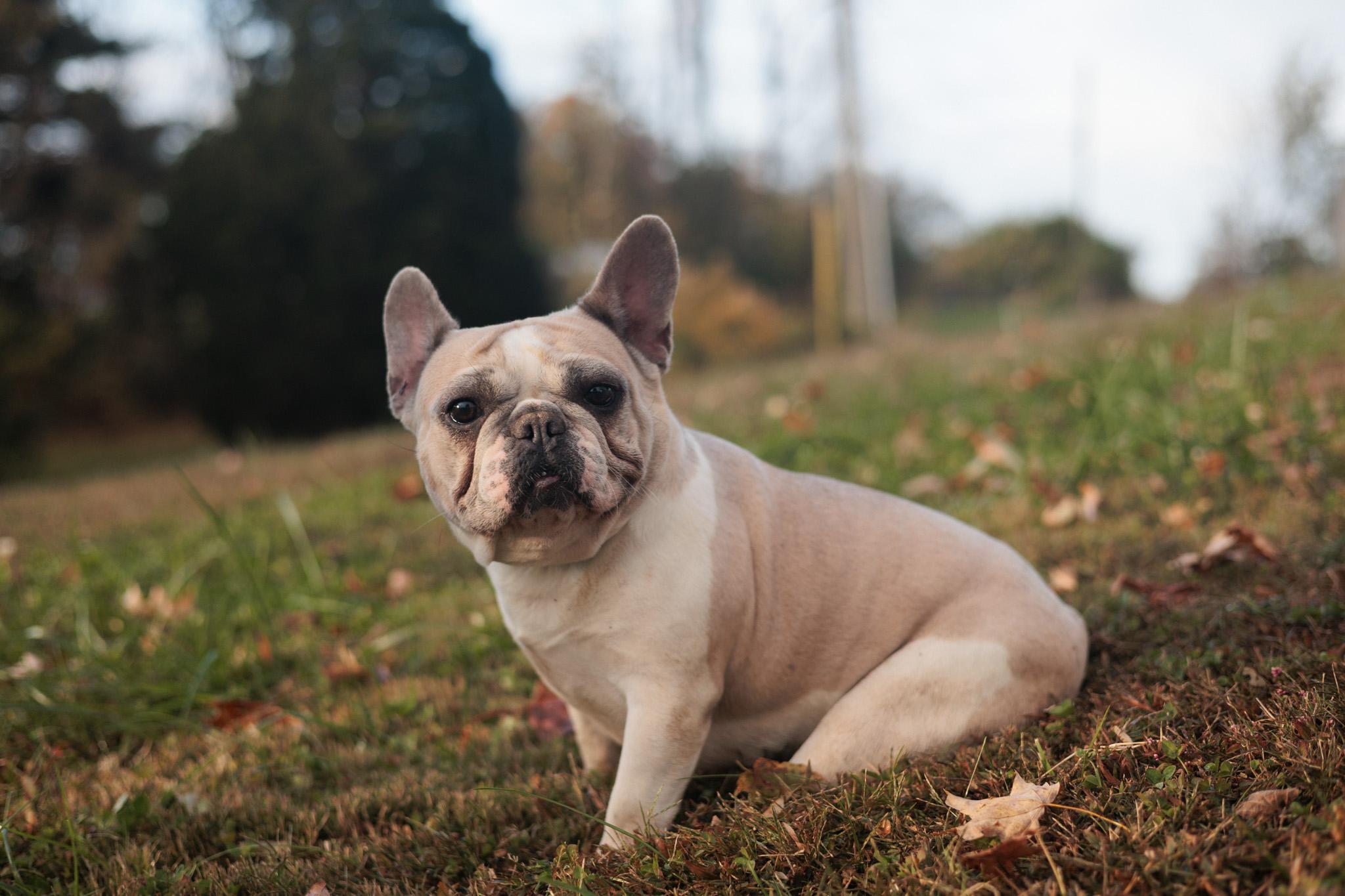 Dog for adoption - Nyra - Transport, a French Bulldog in Greenwood, IN ...