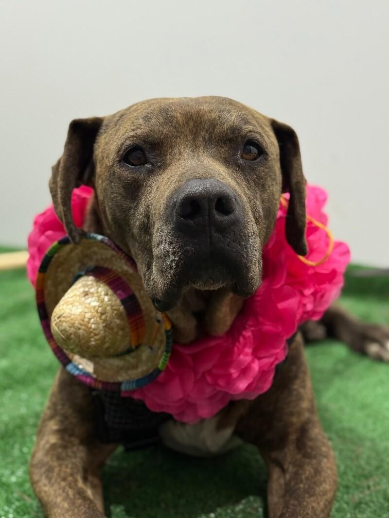 Dog for adoption - Choco, a Tosa Inu & Pit Bull Terrier Mix in Las ...