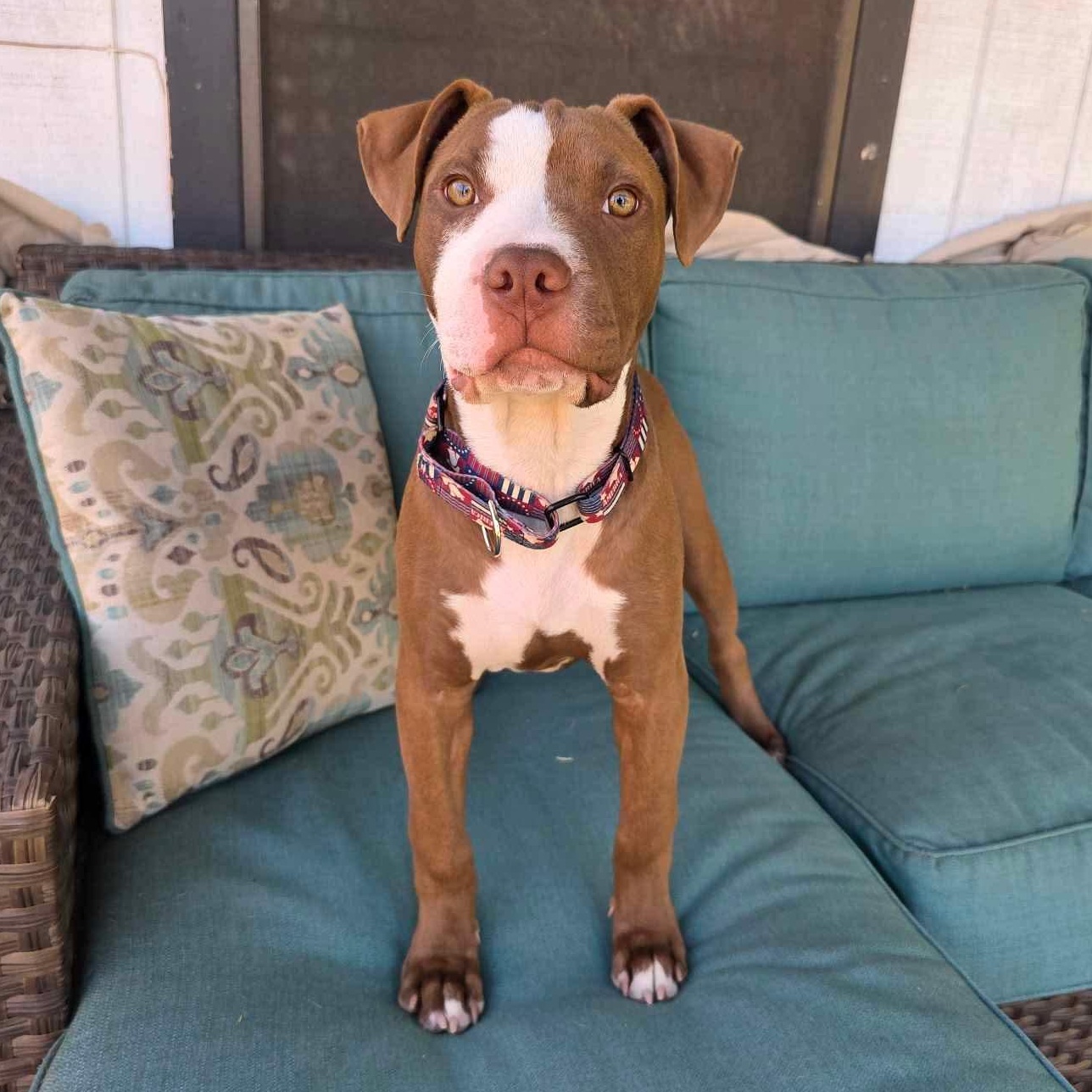 Dog for adoption - Enzo, a Terrier Mix in Denver, CO | Petfinder