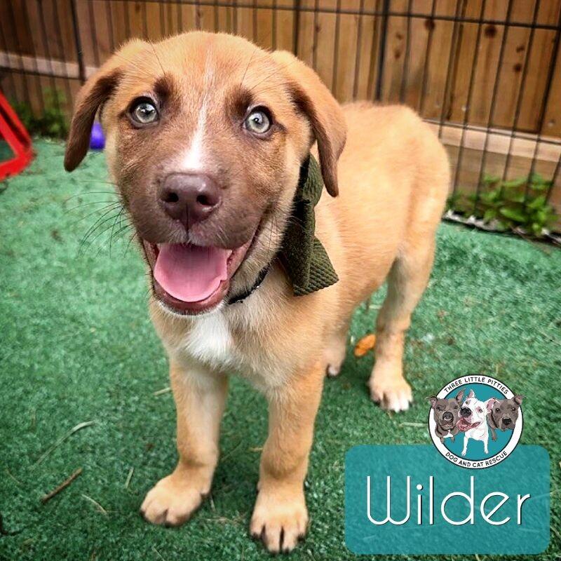 Dog for adoption - Wilder Bishop, a German Shepherd Dog & Labrador ...