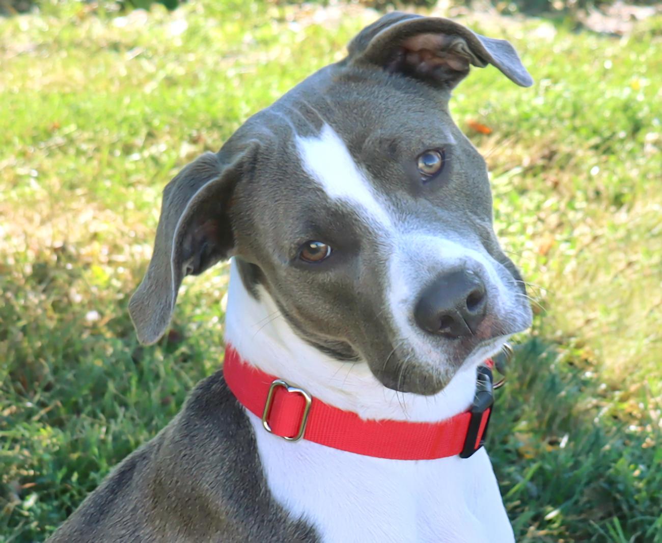 Dog for adoption - Nelly, an Italian Greyhound & Pit Bull Terrier Mix in Euclid, OH | Petfinder