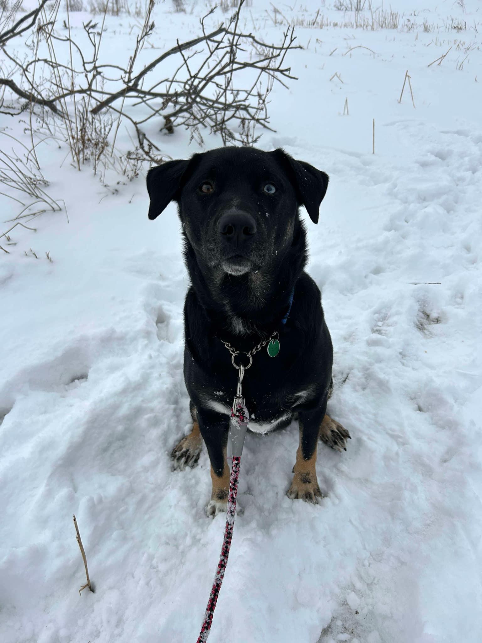 Dog for adoption - Huggie, a Husky & Black Labrador Retriever Mix in ...