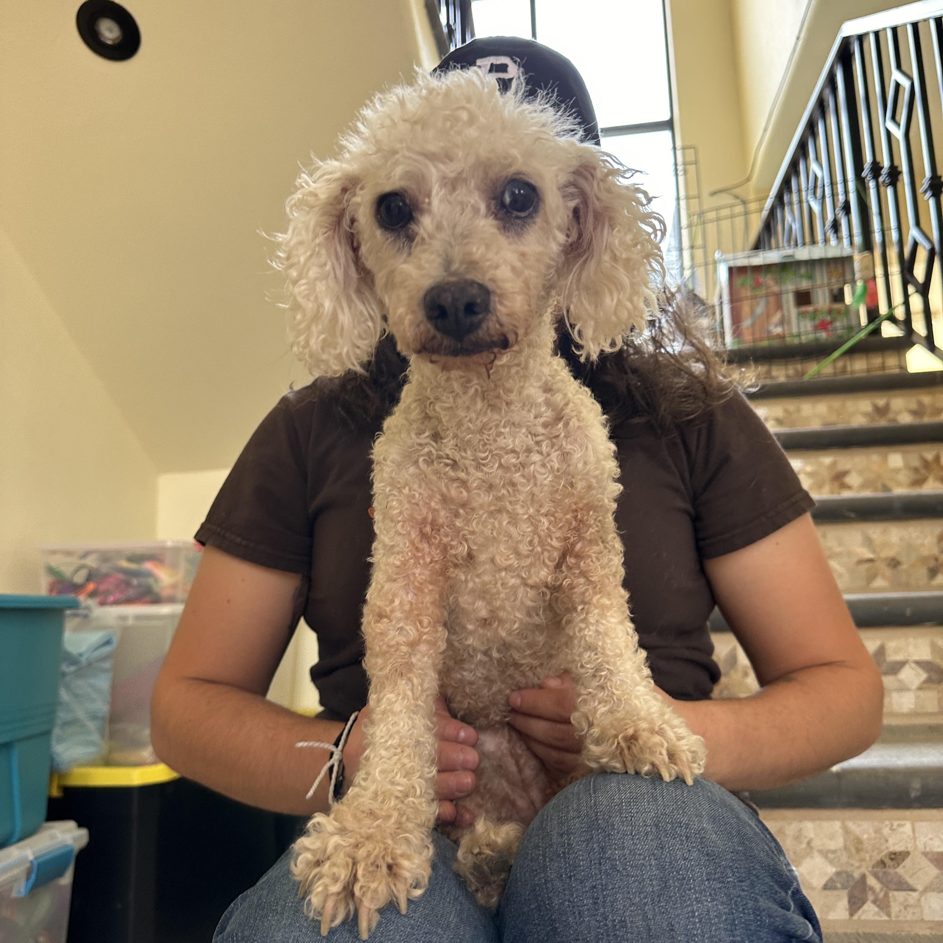 Dog for adoption - Sharon, a Poodle & Miniature Poodle Mix in Sherwood ...