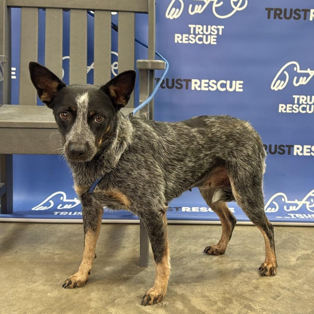 Dog for adoption - LUANNE, an Australian Cattle Dog / Blue Heeler in ...