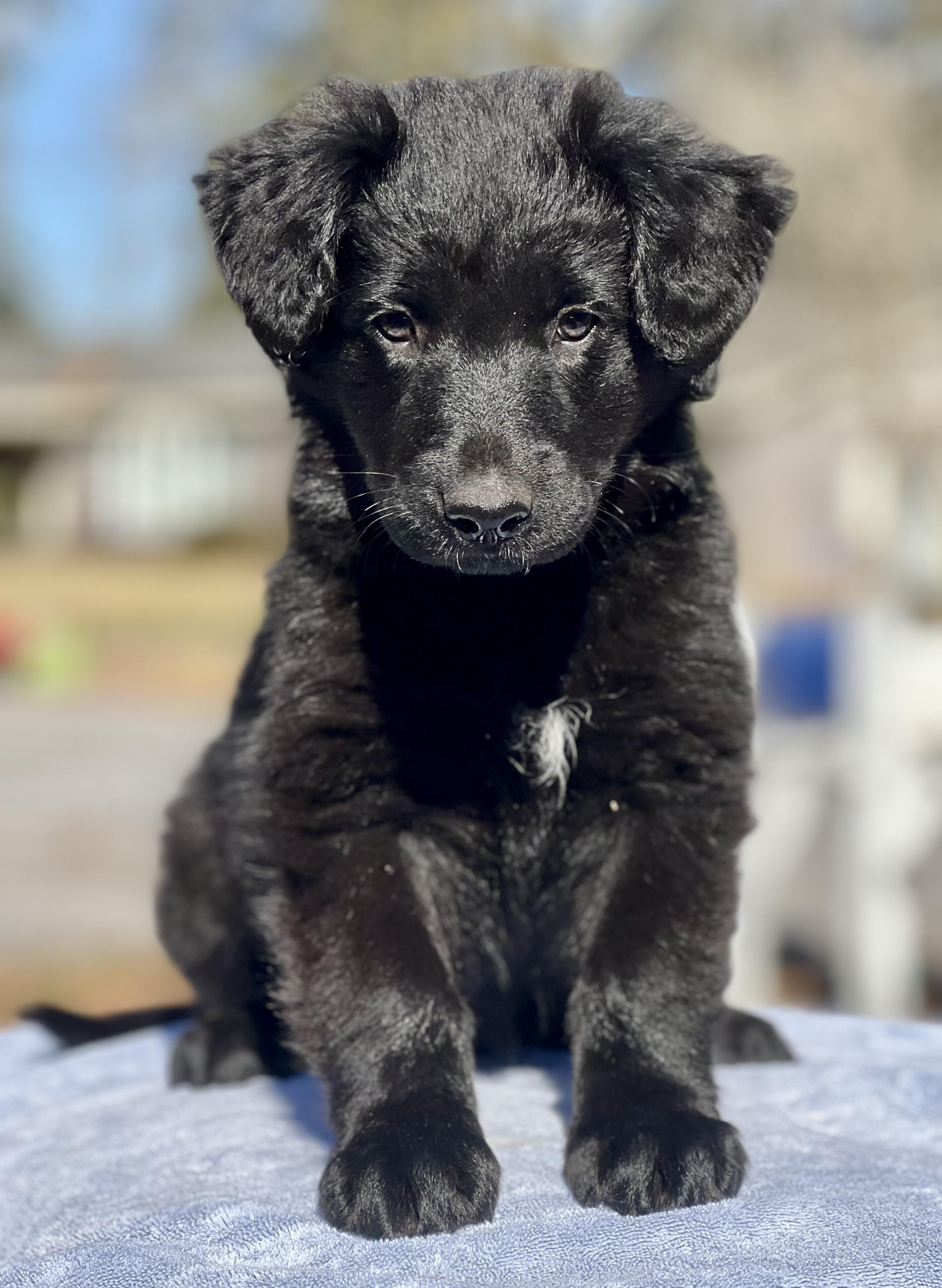 Mike - Adoptable Pet | Petfinder | Petfinder