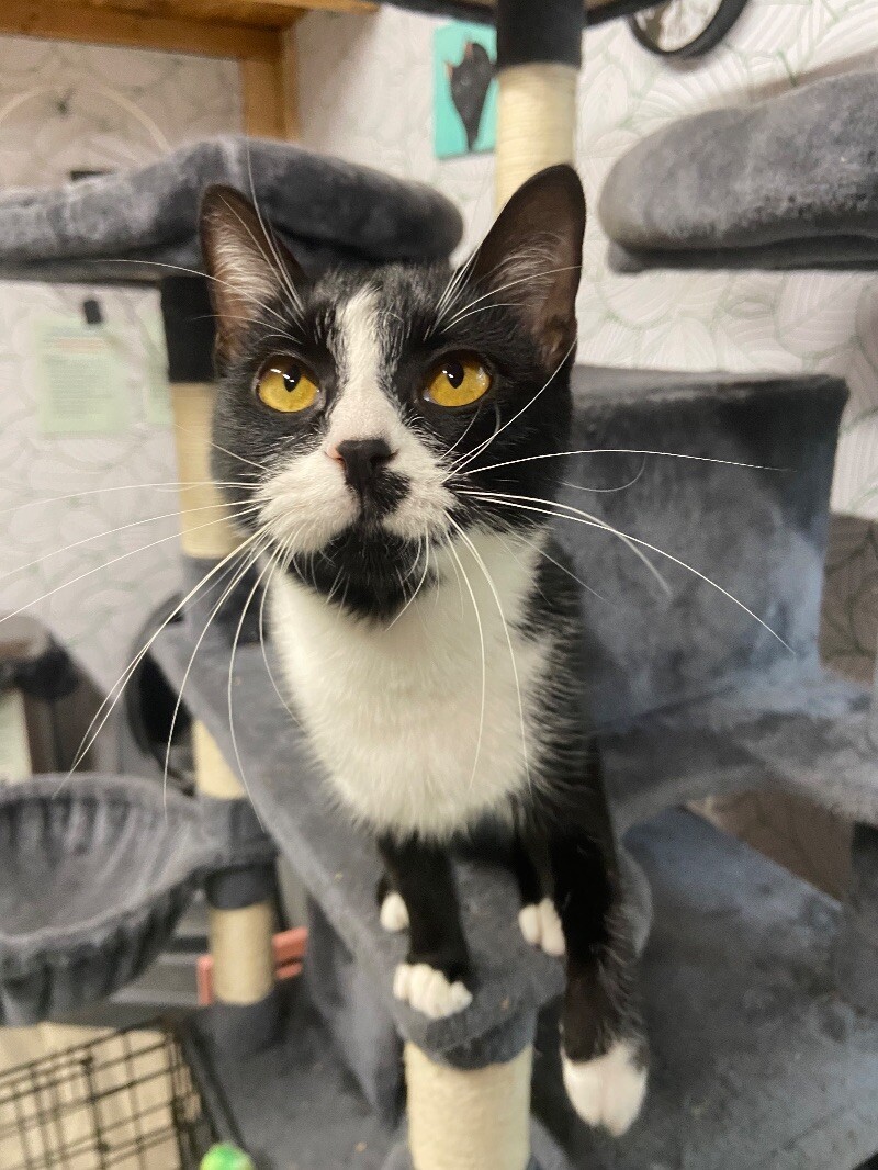 Cat for adoption - Lima Bean, a Domestic Short Hair Mix in Marysville ...