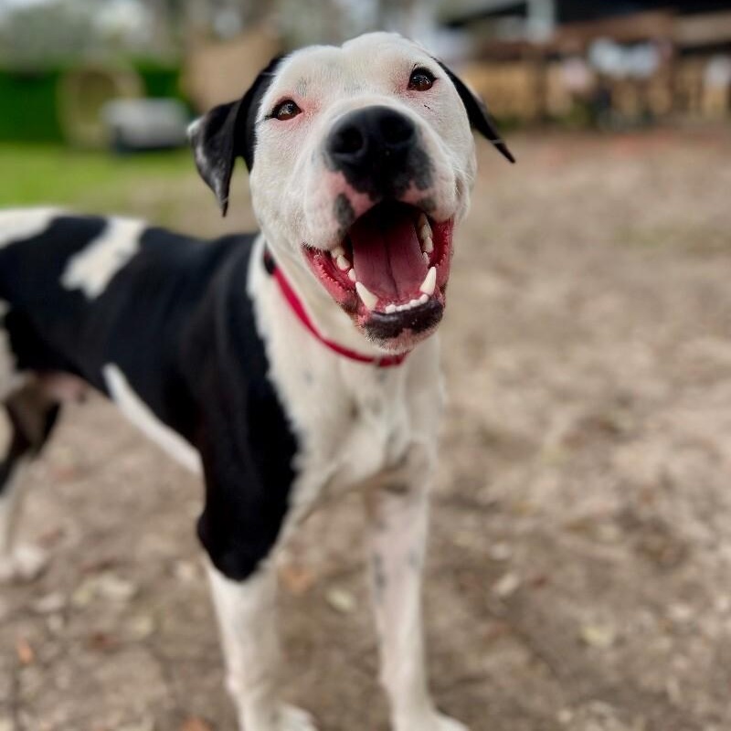 Dog for adoption - MooMoo Eustace the Ultimate Best Boy, a Pointer ...