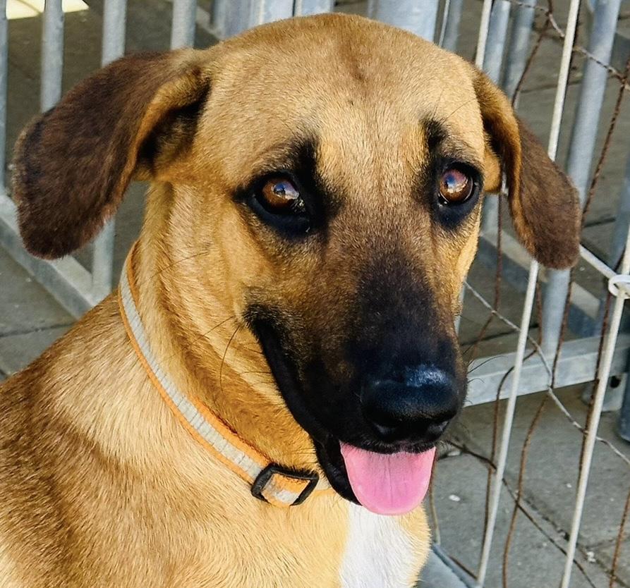 Dog for adoption - Rio, a Black Mouth Cur & Labrador Retriever Mix in ...